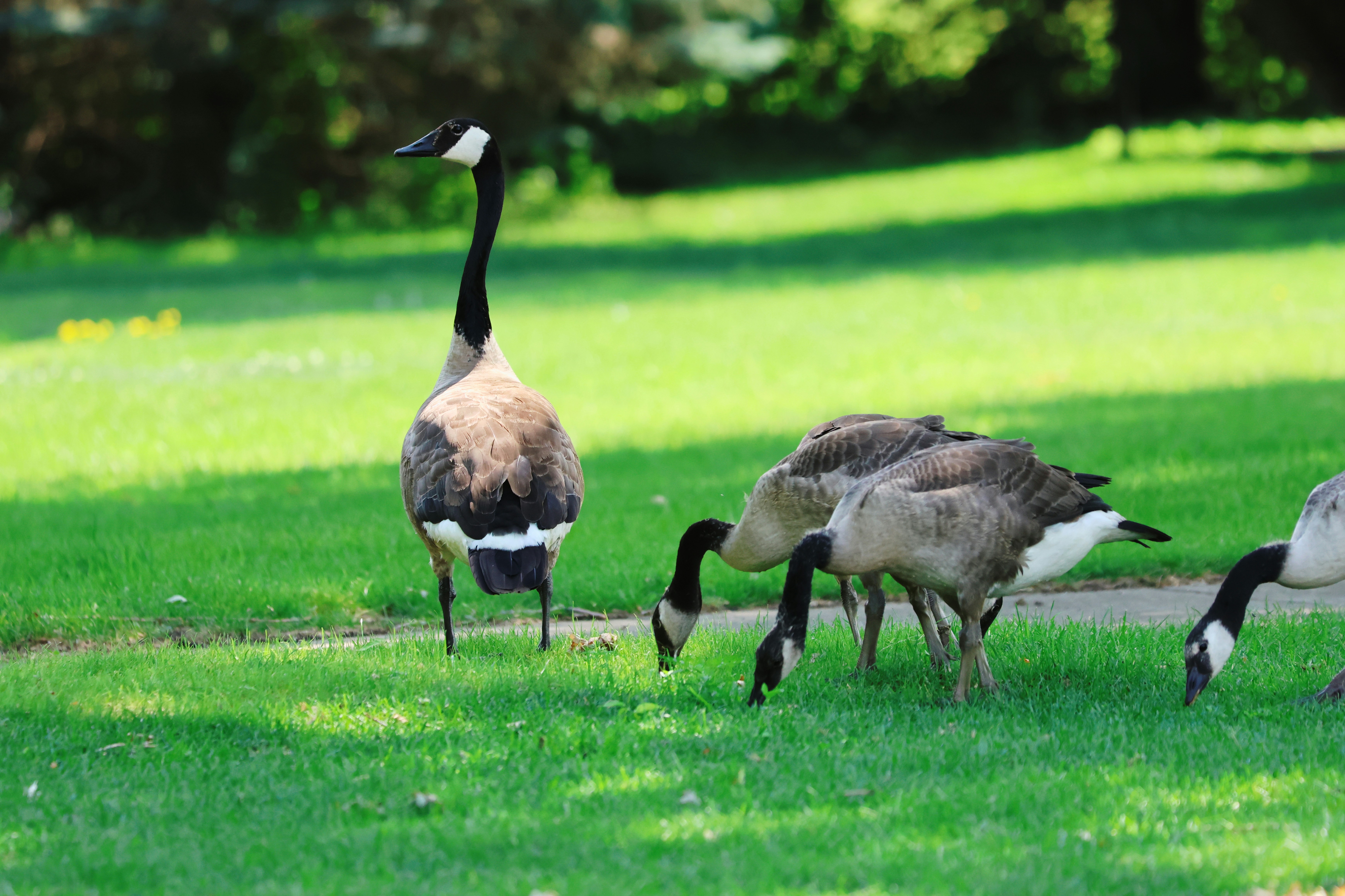 Grounded V-formation: grazing geese on sunlit grass