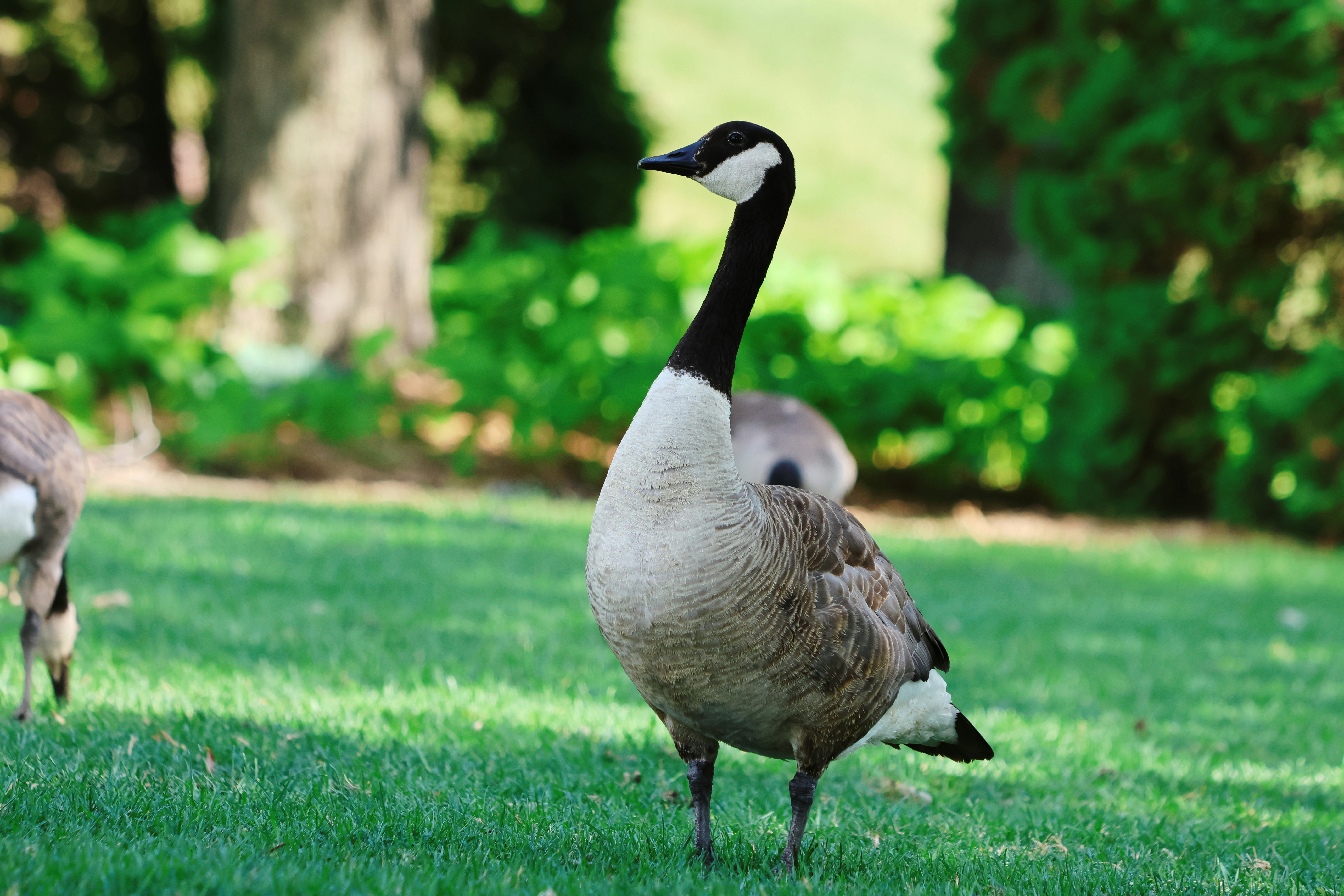 Graceful Graze: A Canadian Goose in a Sunlit Park