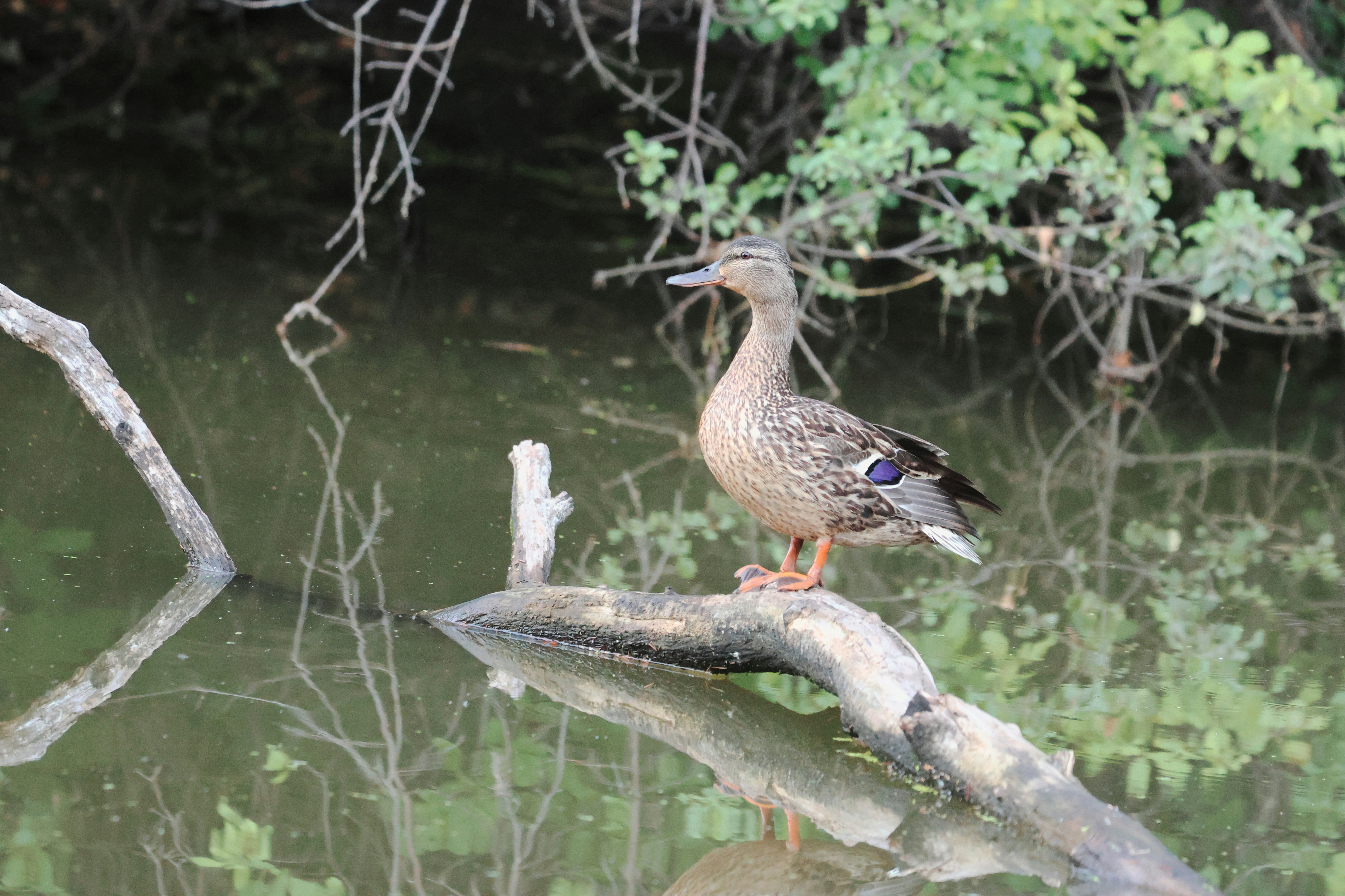 Blue-winged Manderin-tinged Duke on a sunlit log