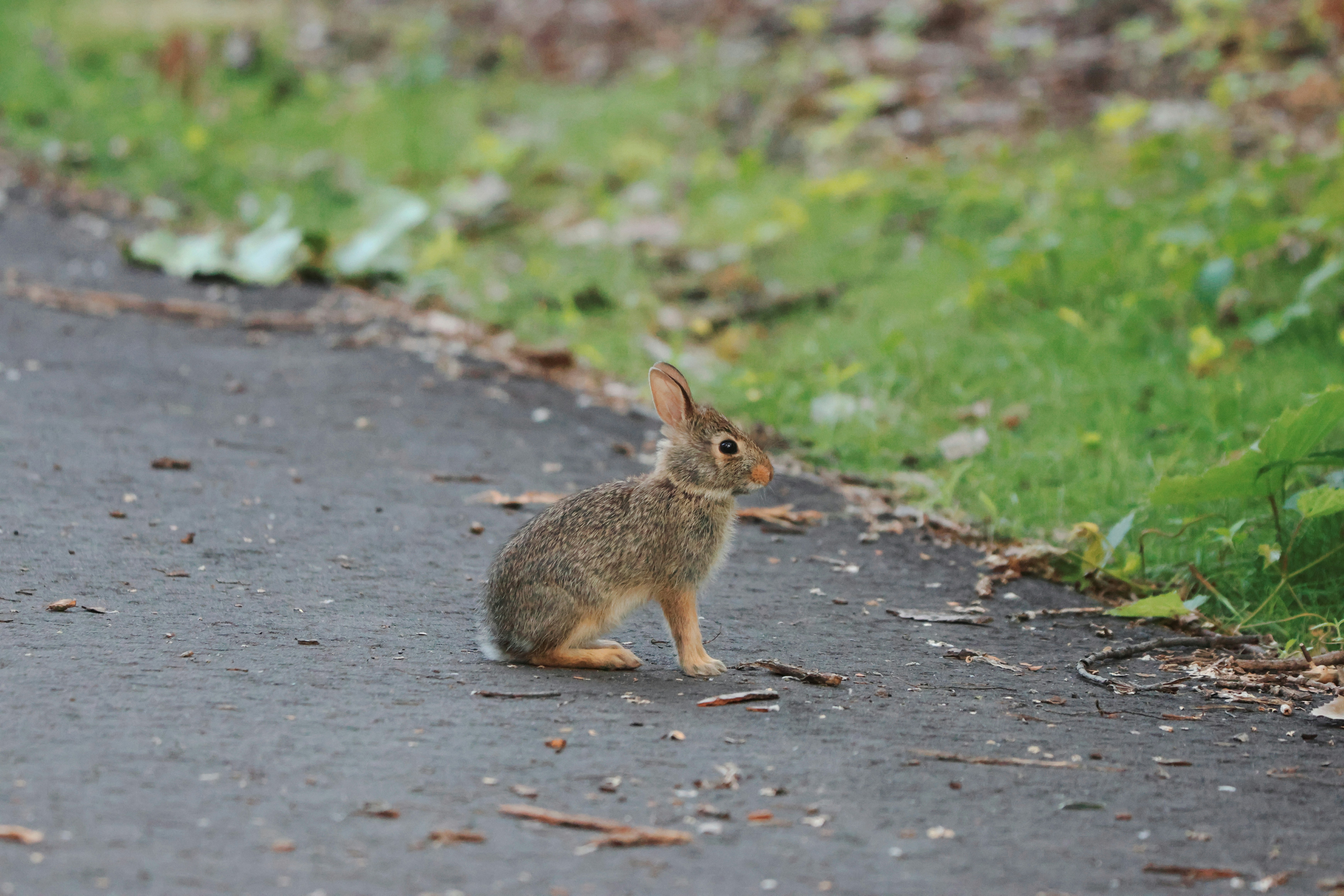 On a Quiet Path: A Curious Bunny Pauses by the Trail