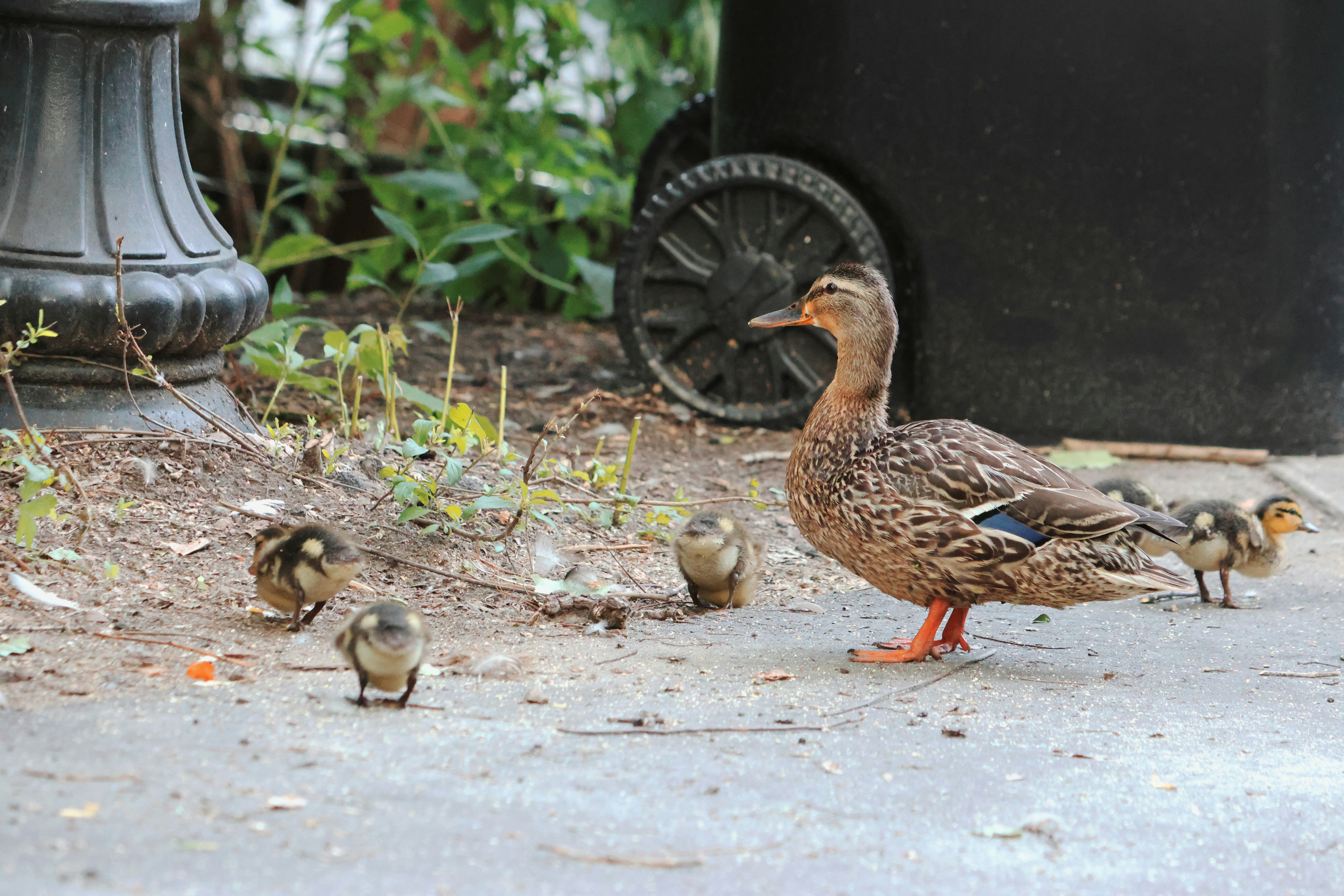 Mother Mallard and Ducklings on a City Path