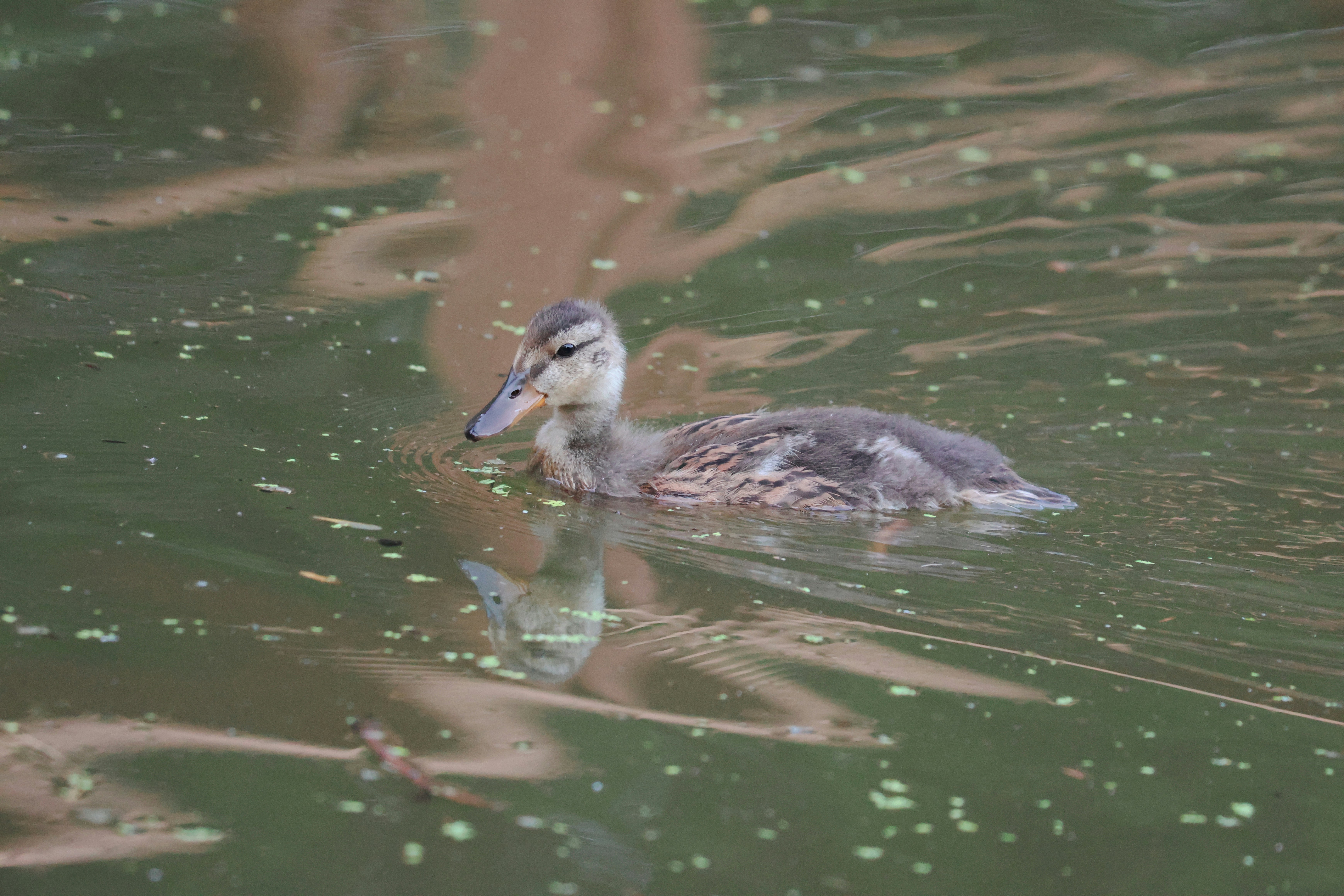 Diving Dabble: A Duckling Gliding Through Quiet Green Reflections