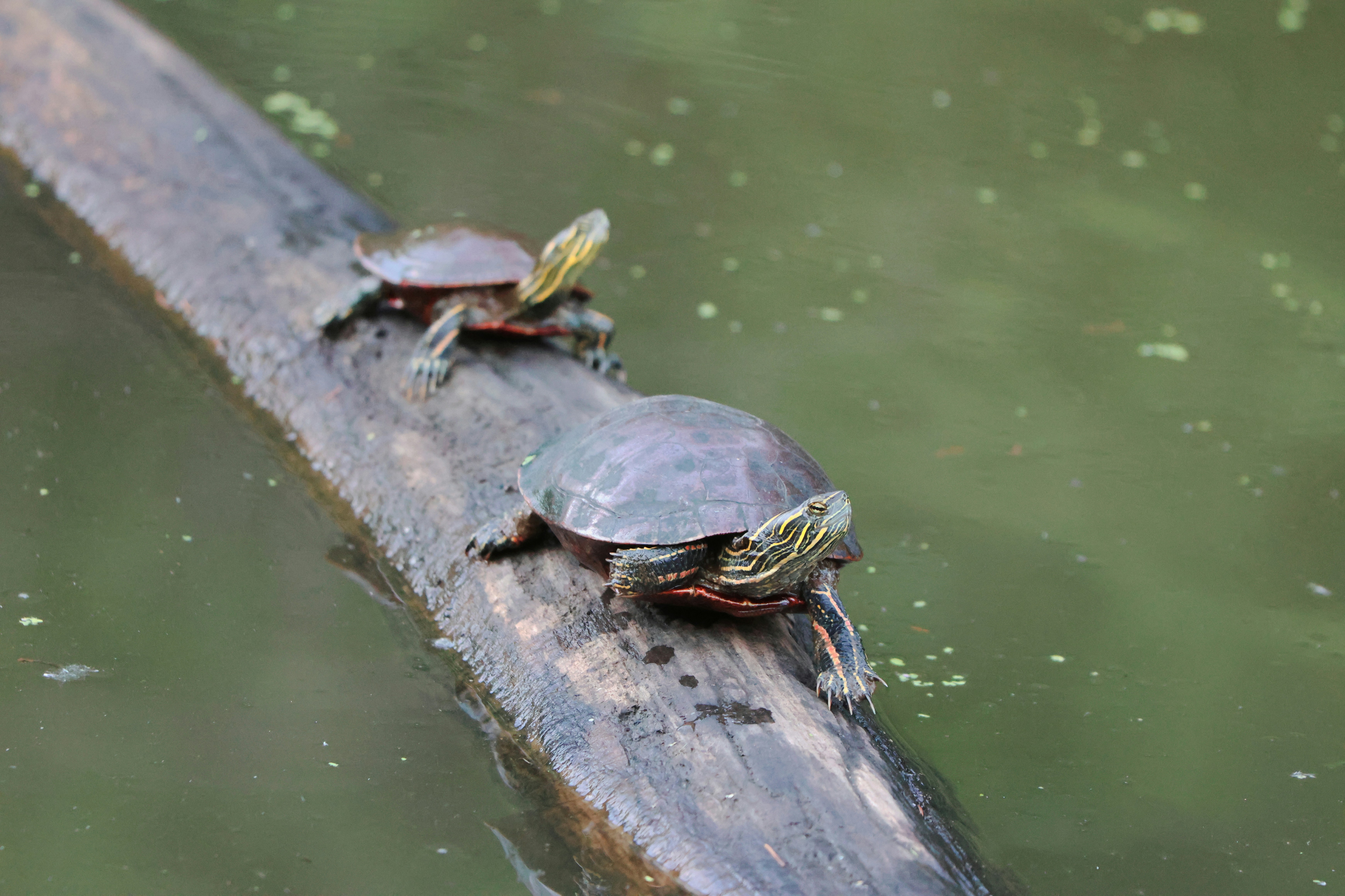 Two Turtles Rest on a Log Floating in Quiet Water