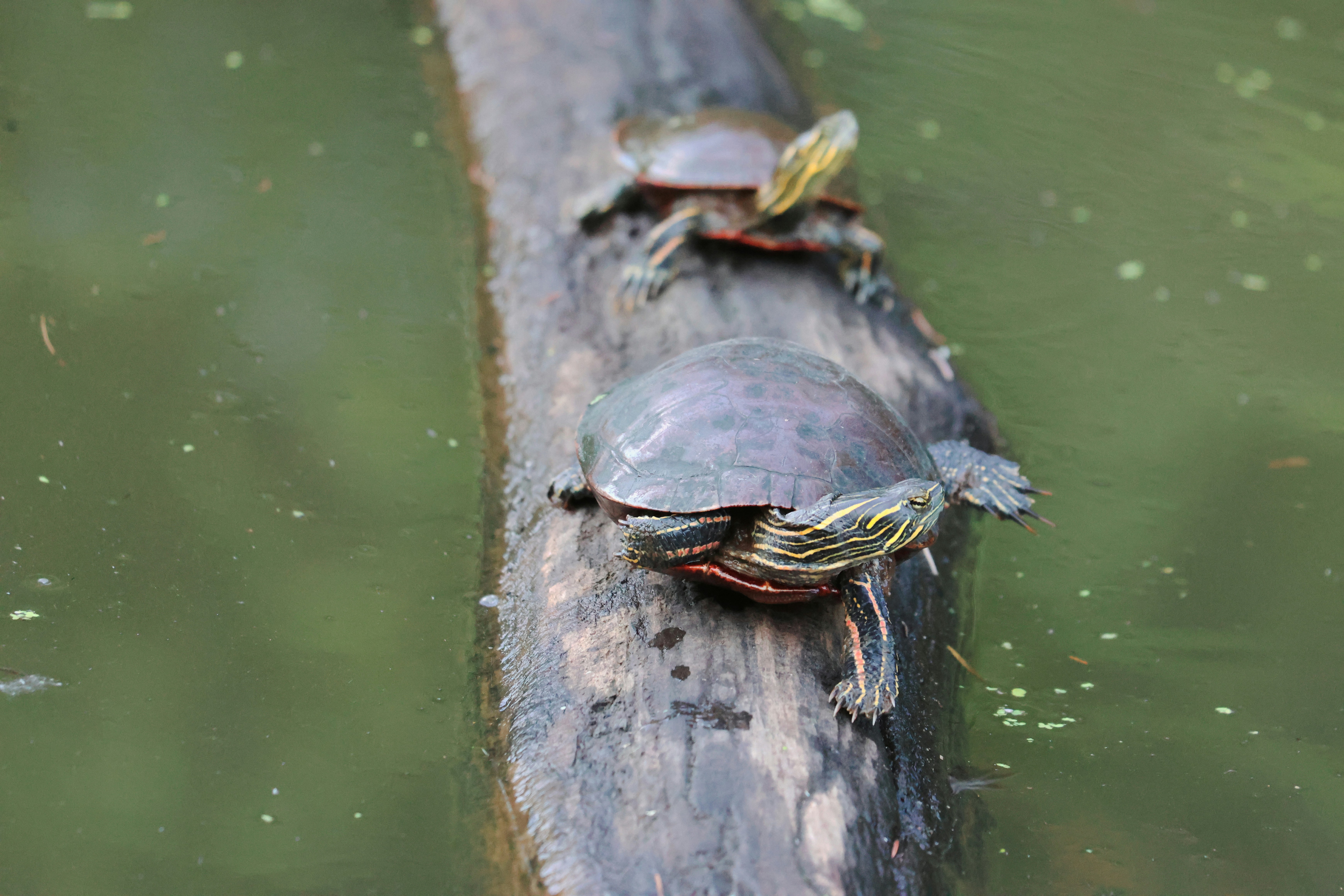 Twin Turtles Stationed on a Log: Quiet Moment in Murky Green