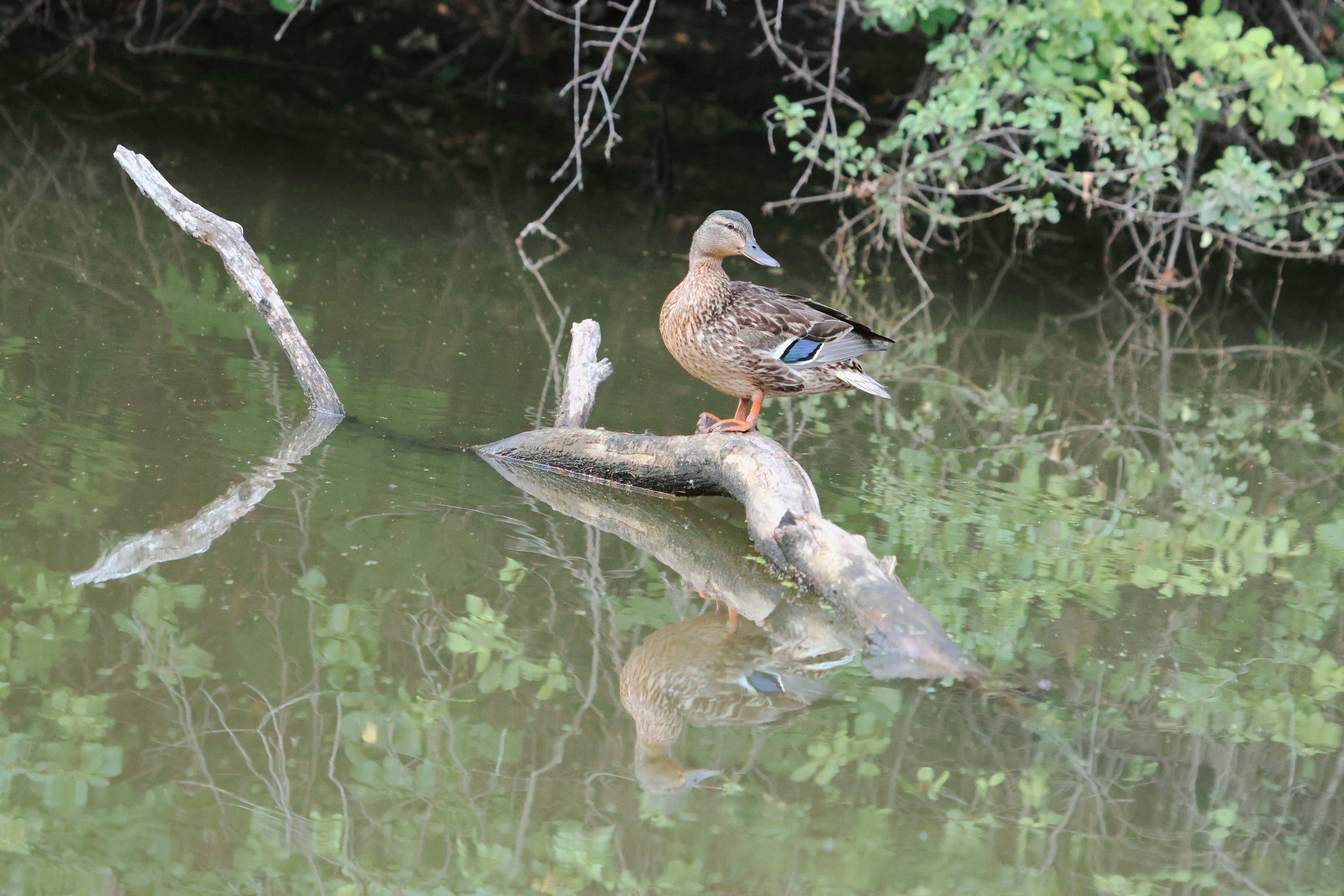 Dappled Duck on a Log: Stillness Meets Reflection