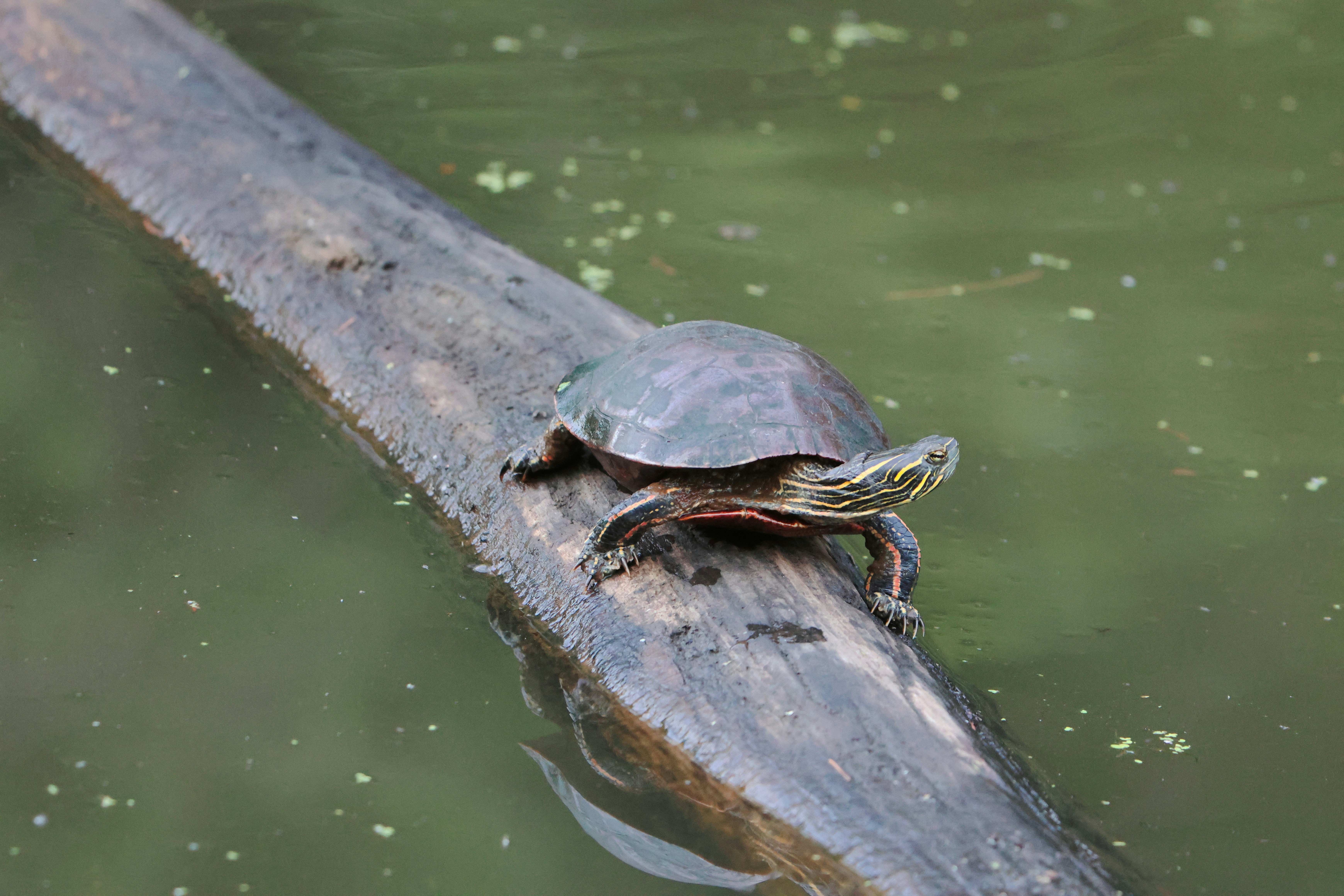 Green-sea Turtle perched on a sun-warmed log
