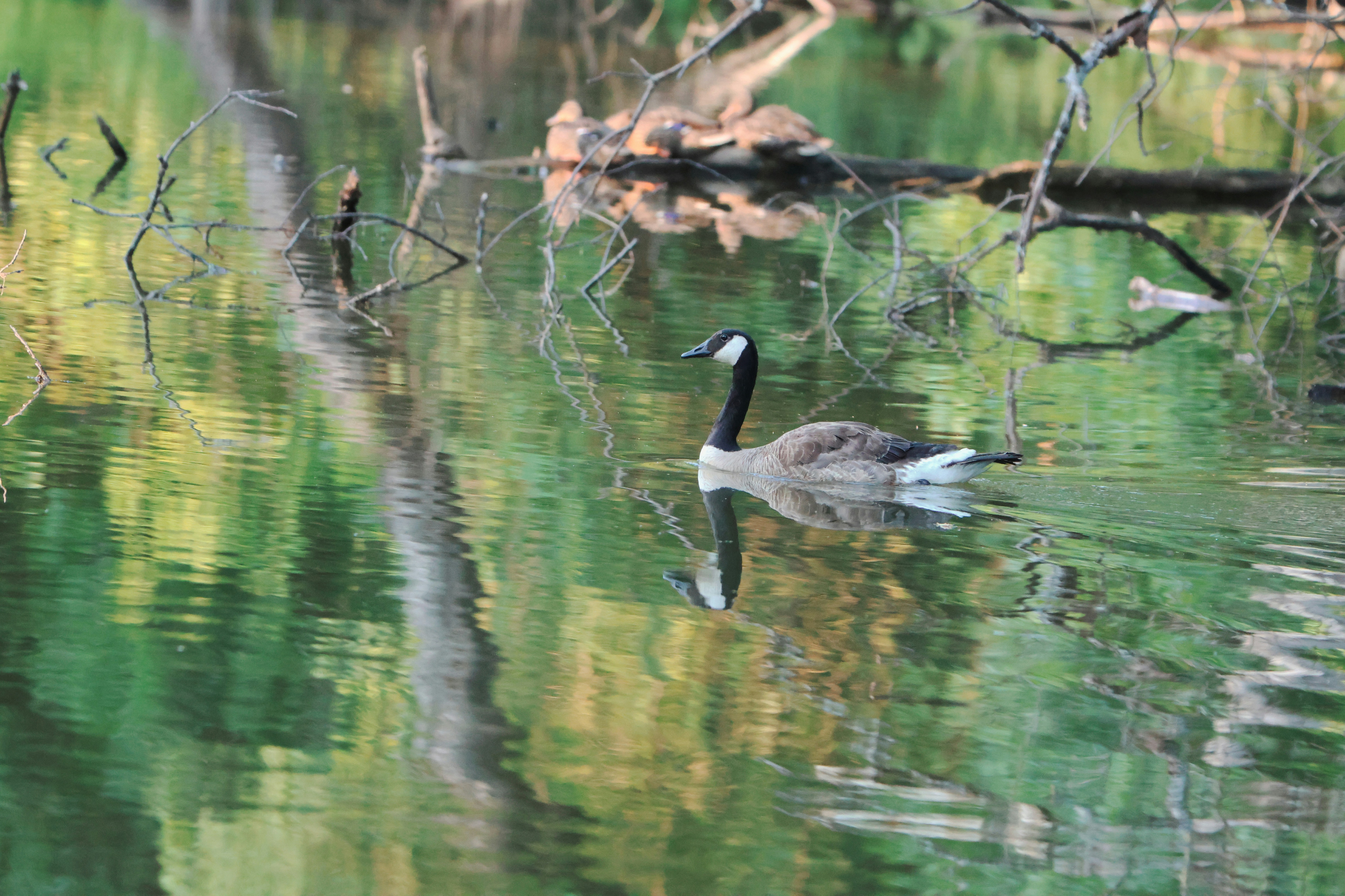 Reflected Quiet: A lone waterfowl on a glassy pond