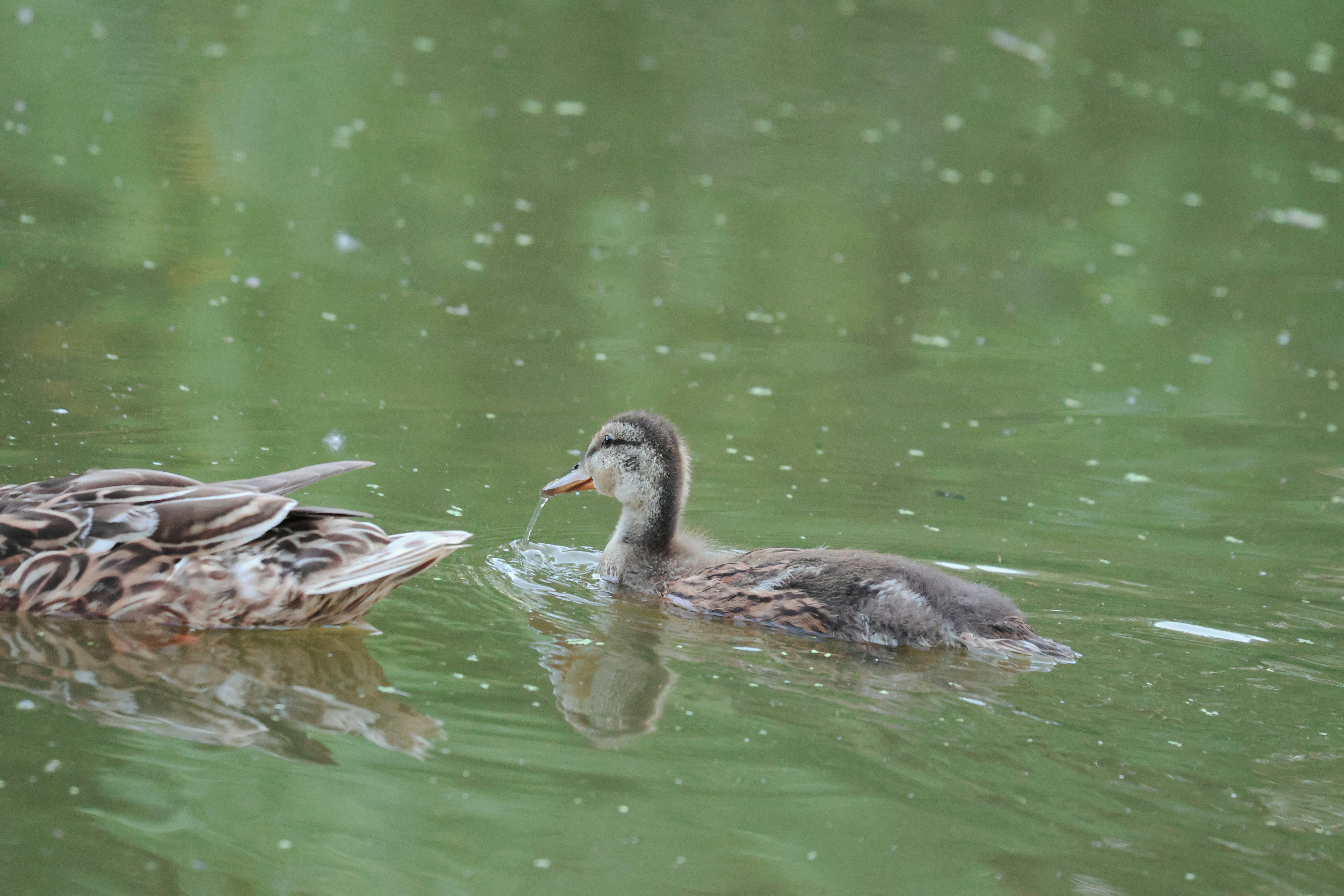 Gentle Gaze: A Duckling Trails a Mature Family on Quiet Green Water