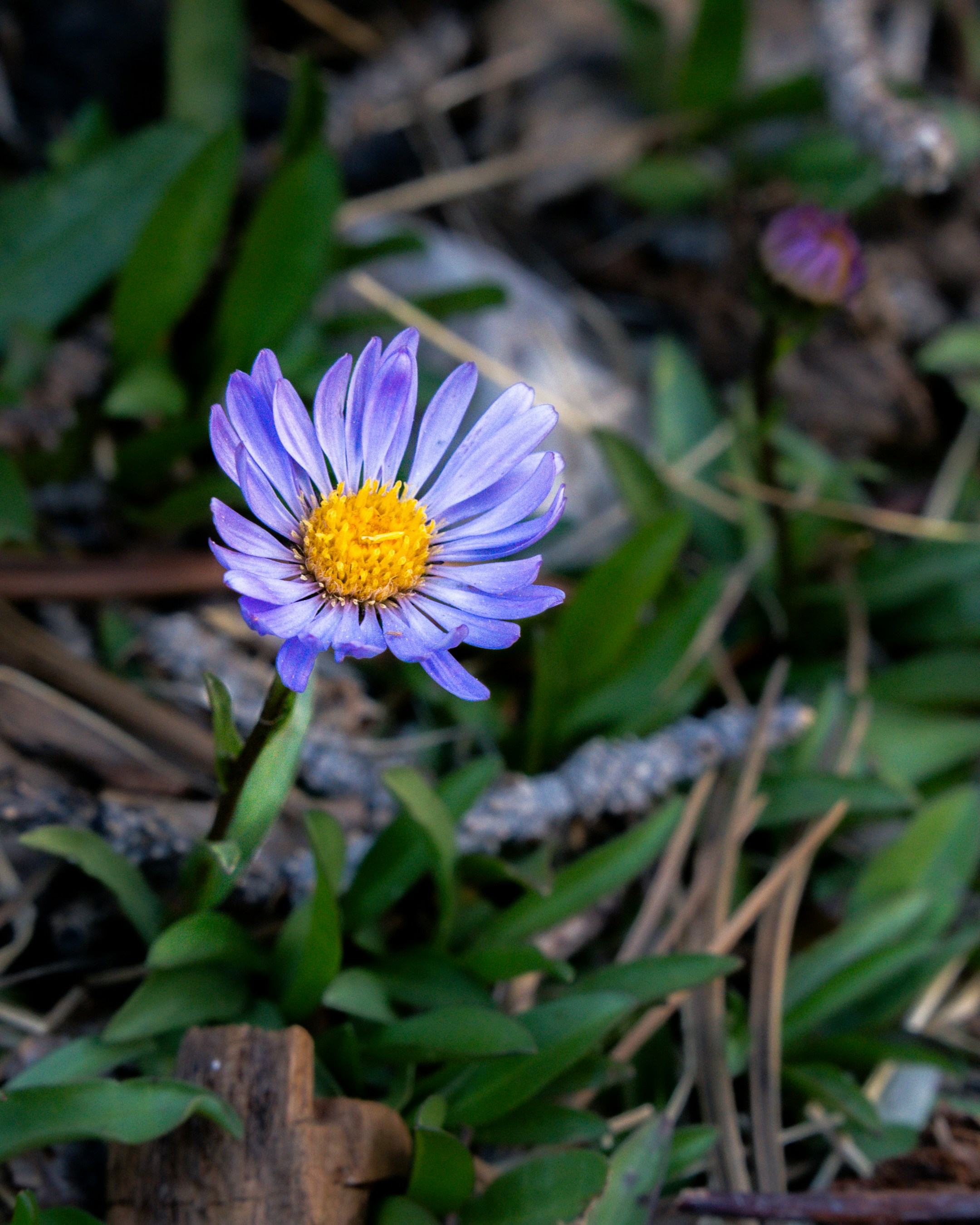 Close-up of a purple daisy-like flower with a bright yellow center amid green leaves and natural debris; foreground subject with soft background.