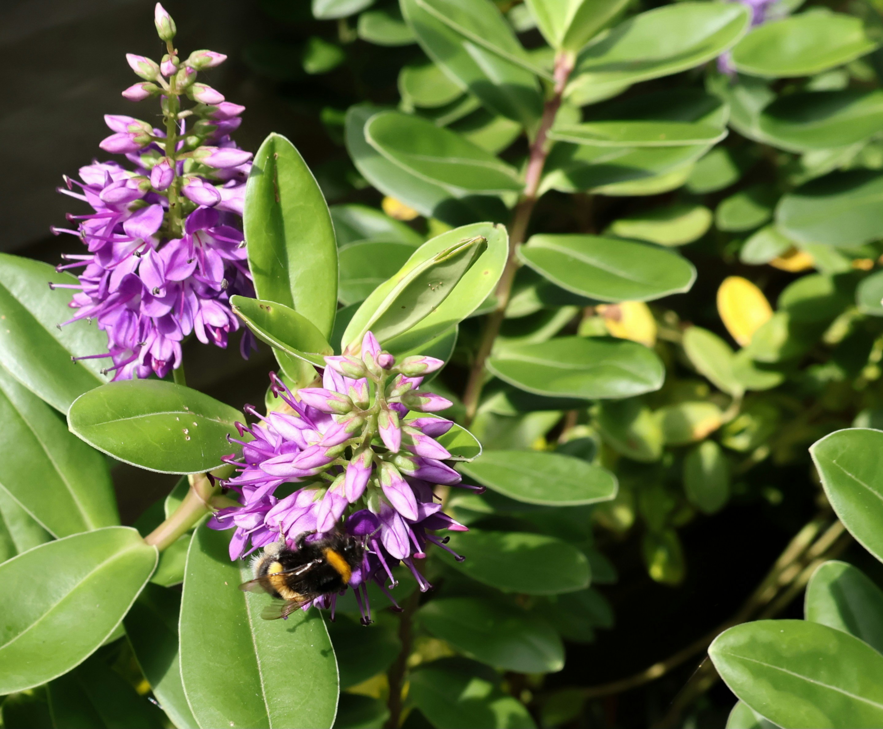 Purple blossom beacon: a bee pollinates amid glossy green foliage