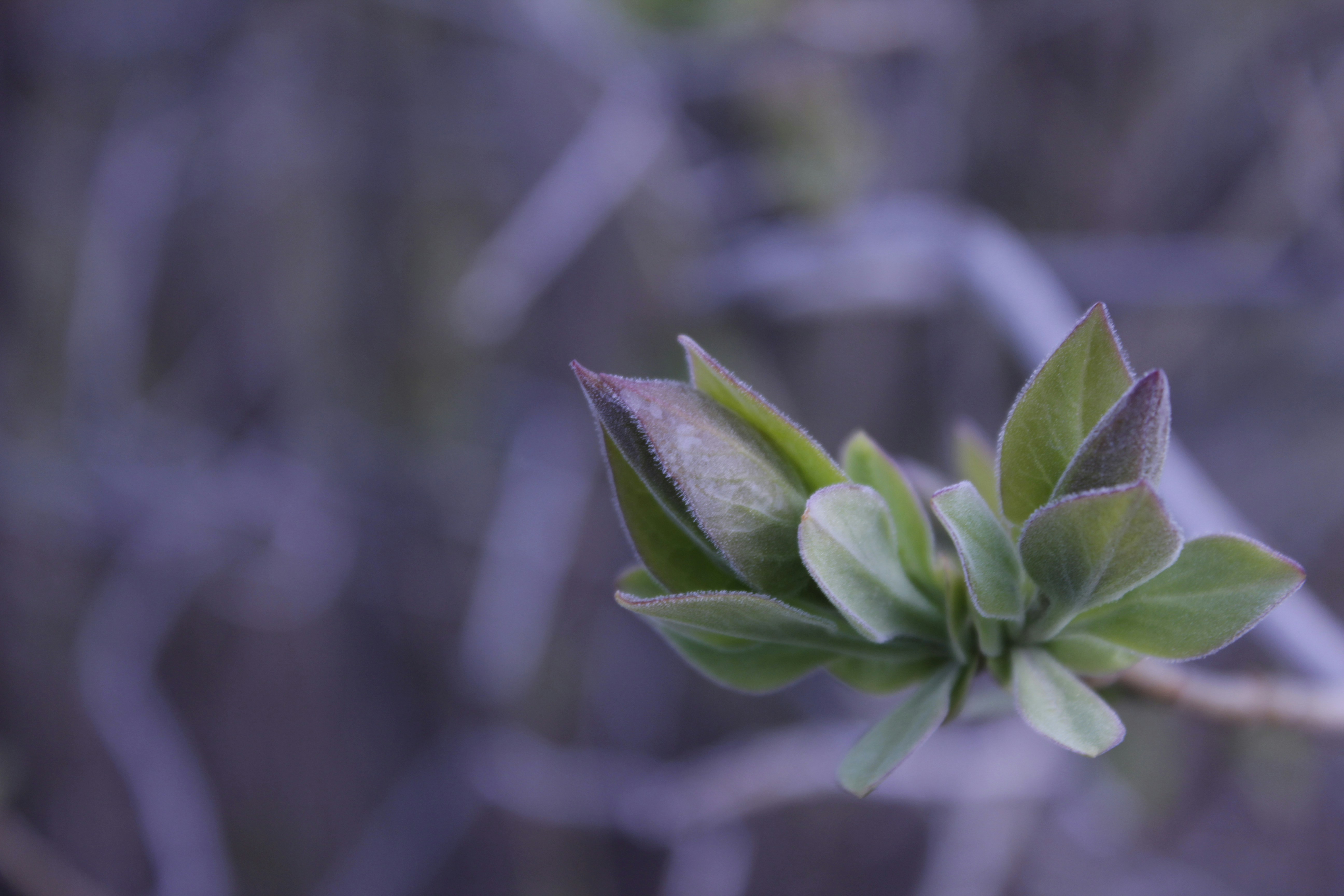 Close-up of fresh green buds emerging from a slender branch, with a soft, blurred cool-toned background emphasizing the subject.