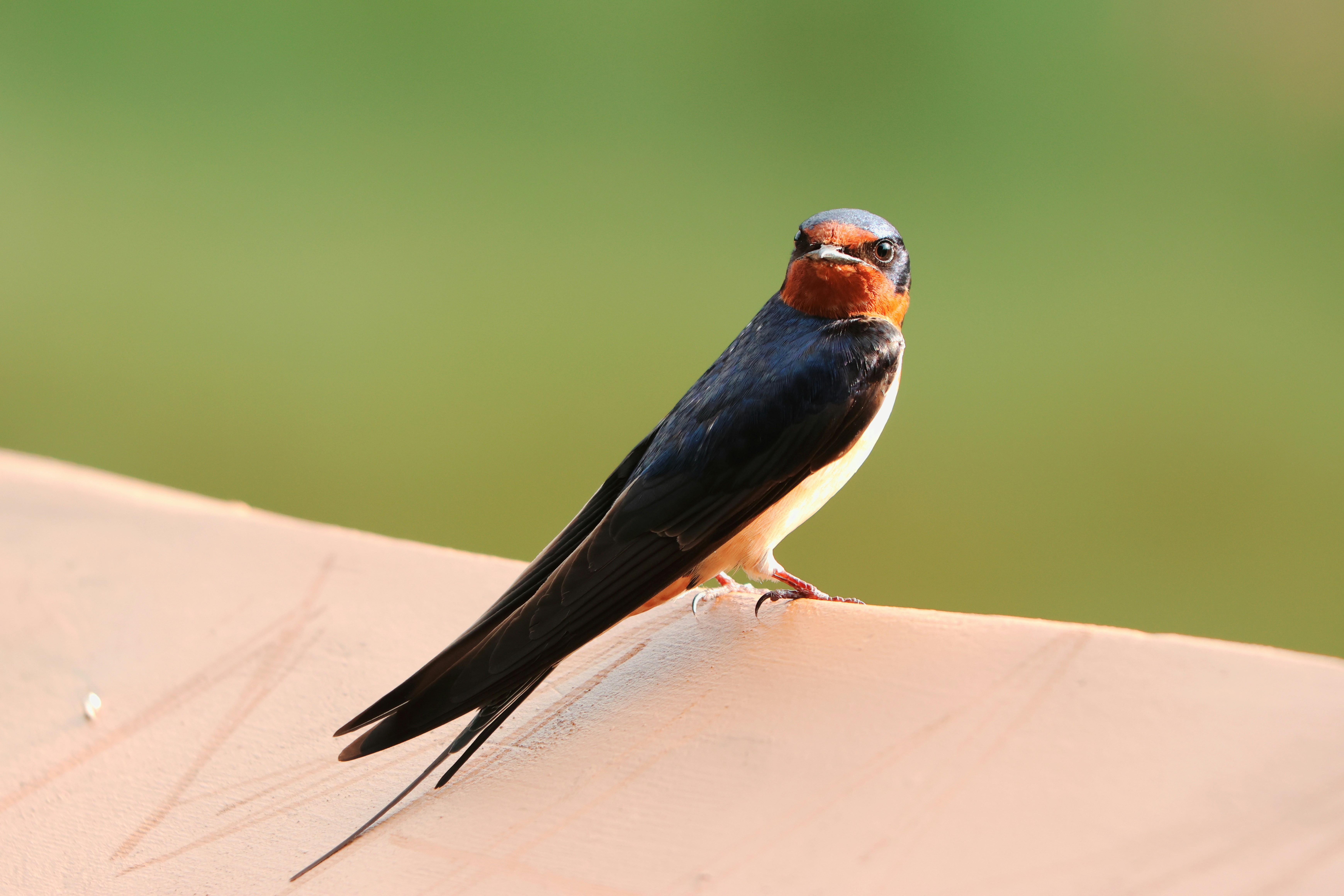 Carolina Swallow on a sunlit ledge
