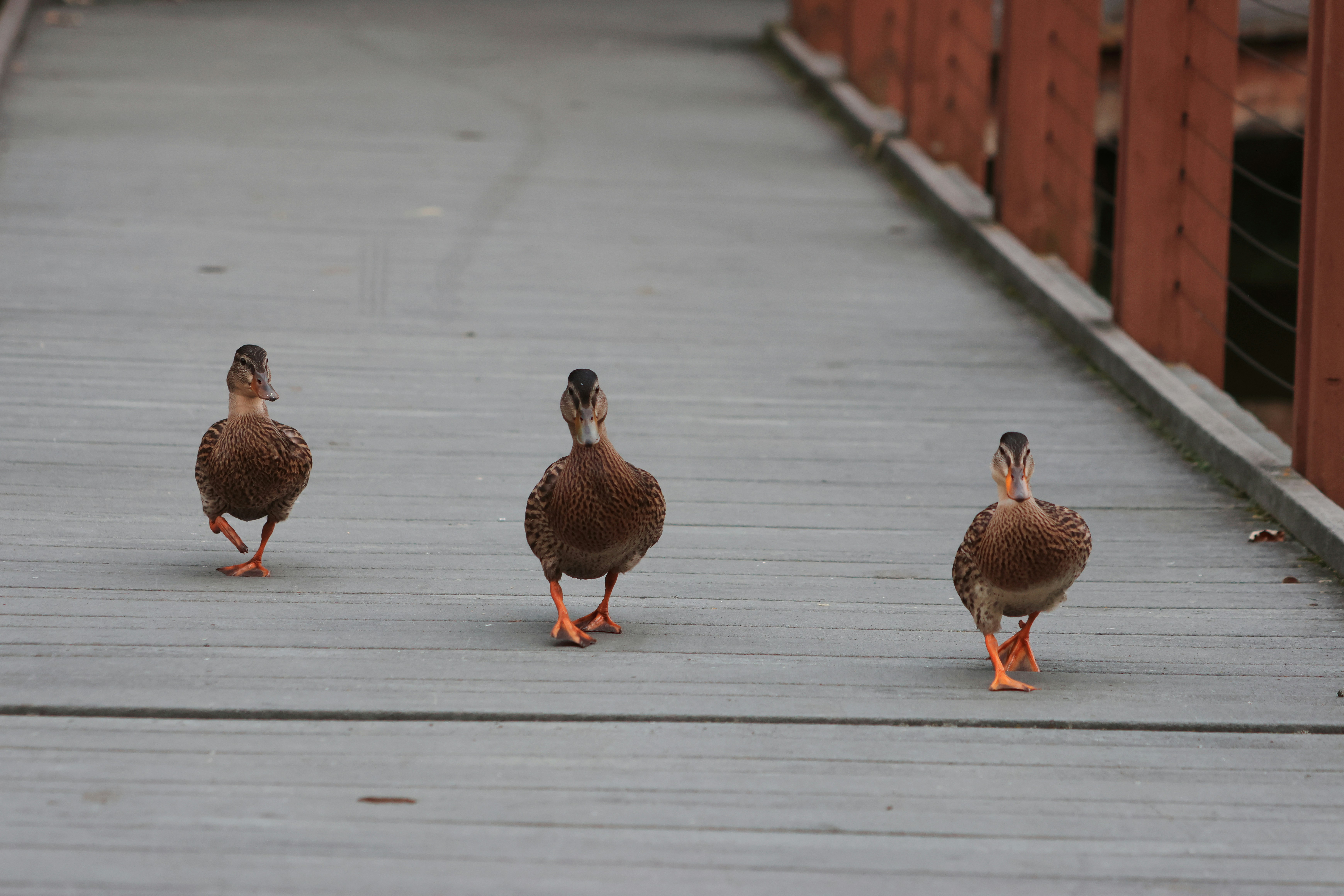 Three Robins on a Boardwalk: A Quiet Stride