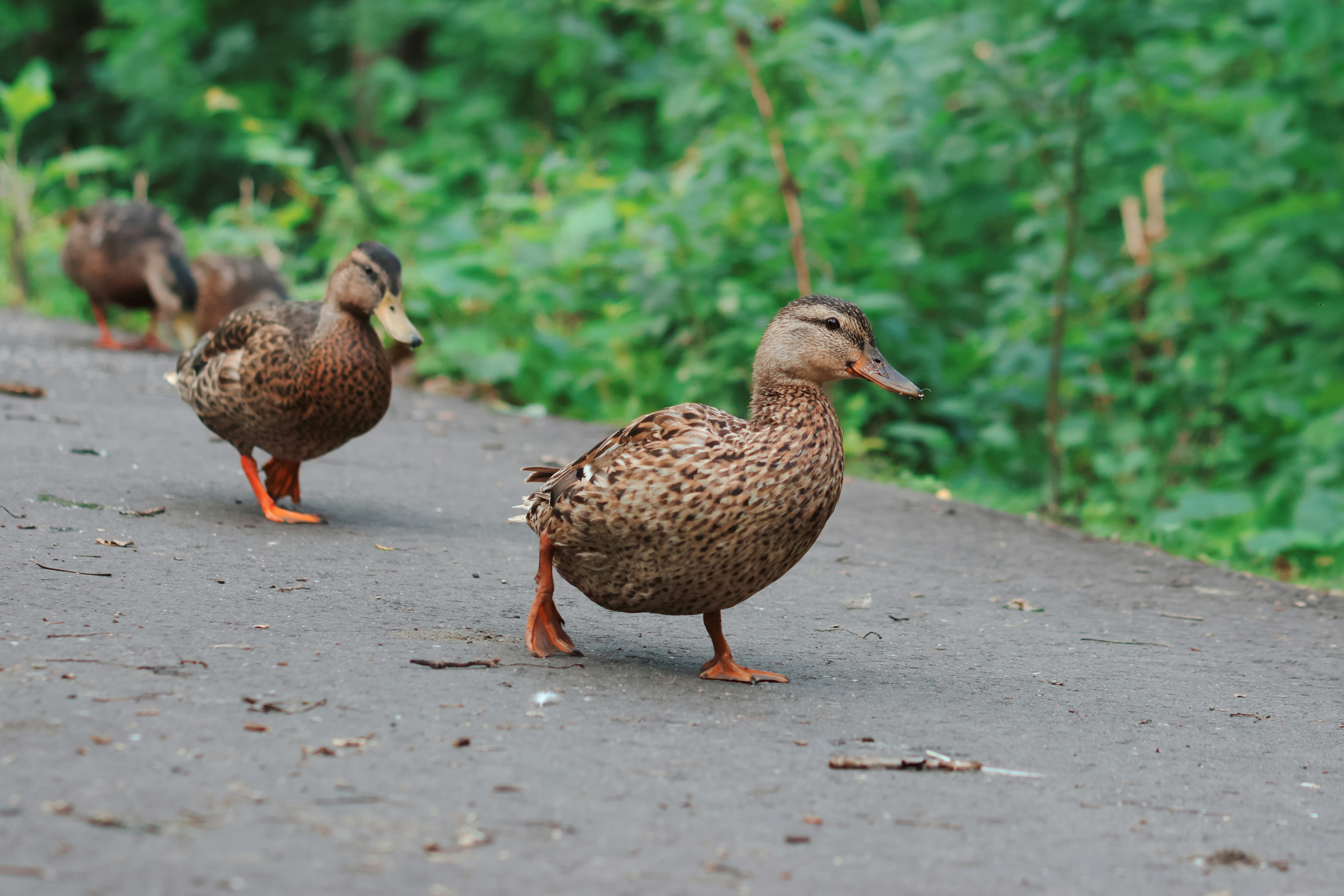 A Ternary of Feathers: Ducks Parade Along the Park Trail