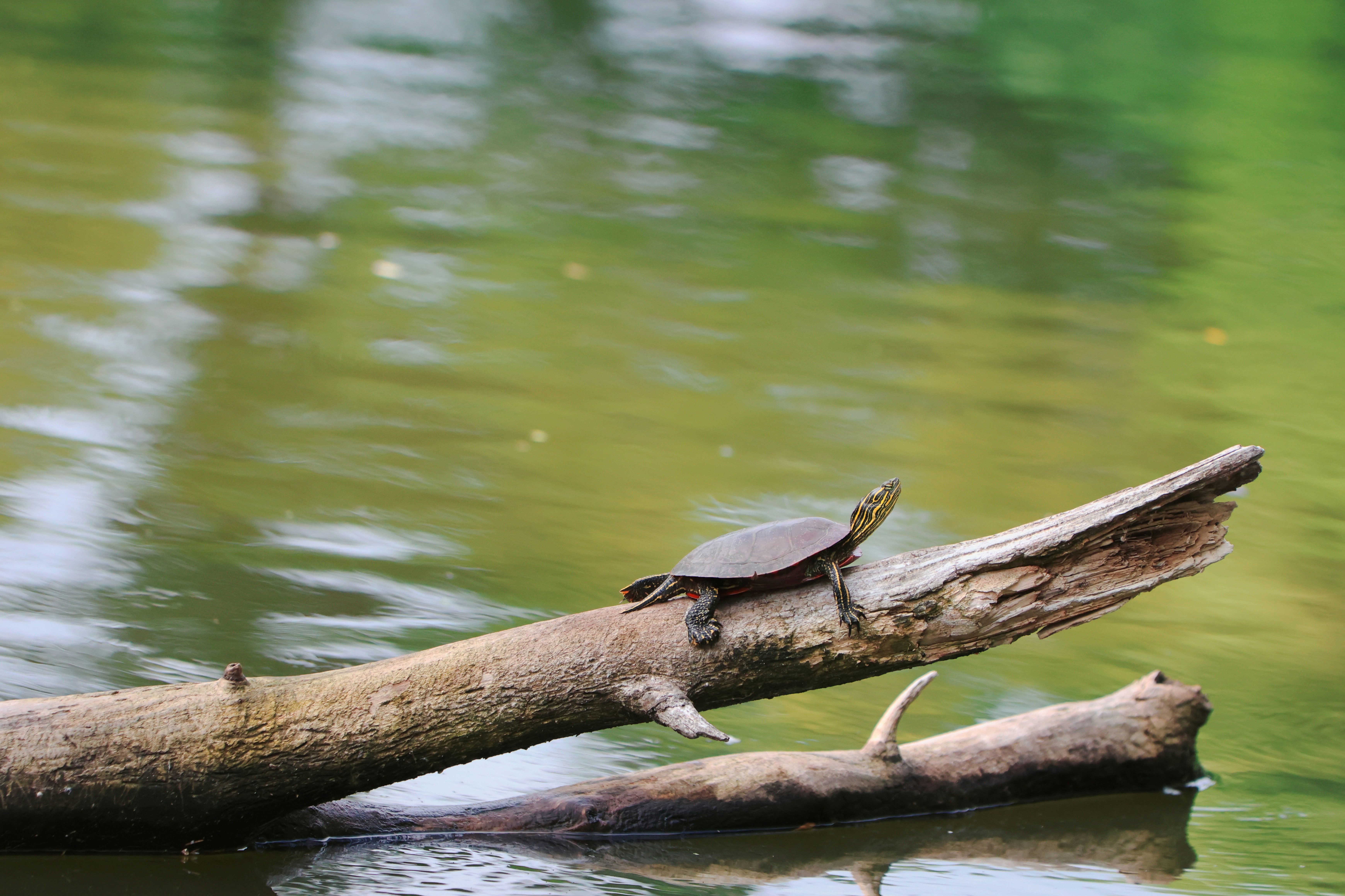 Log-perched Turtle: A Quiet Moment on a Sunlit Branch
