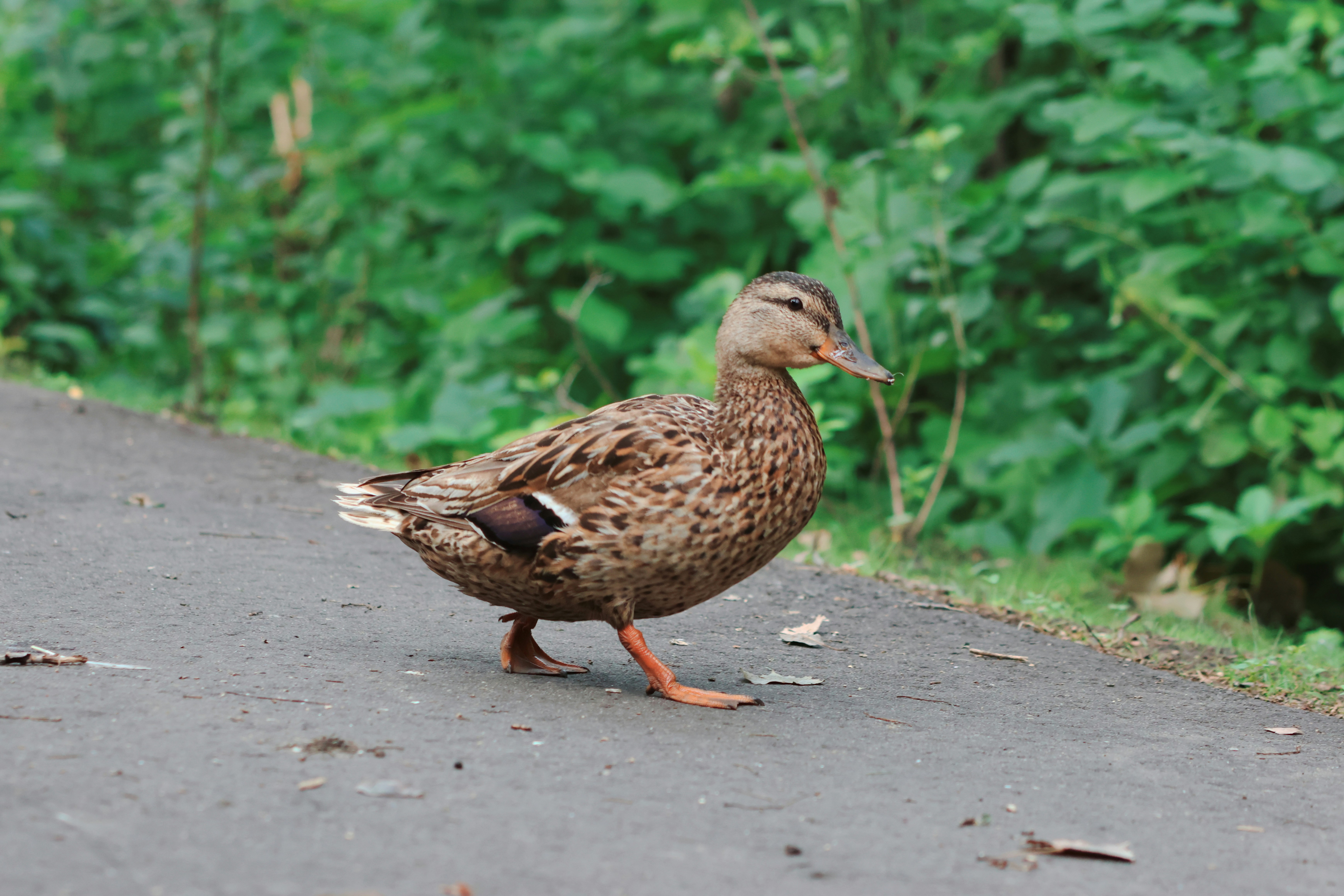 Mid-path Mallard: A Quiet Moment on the Trail