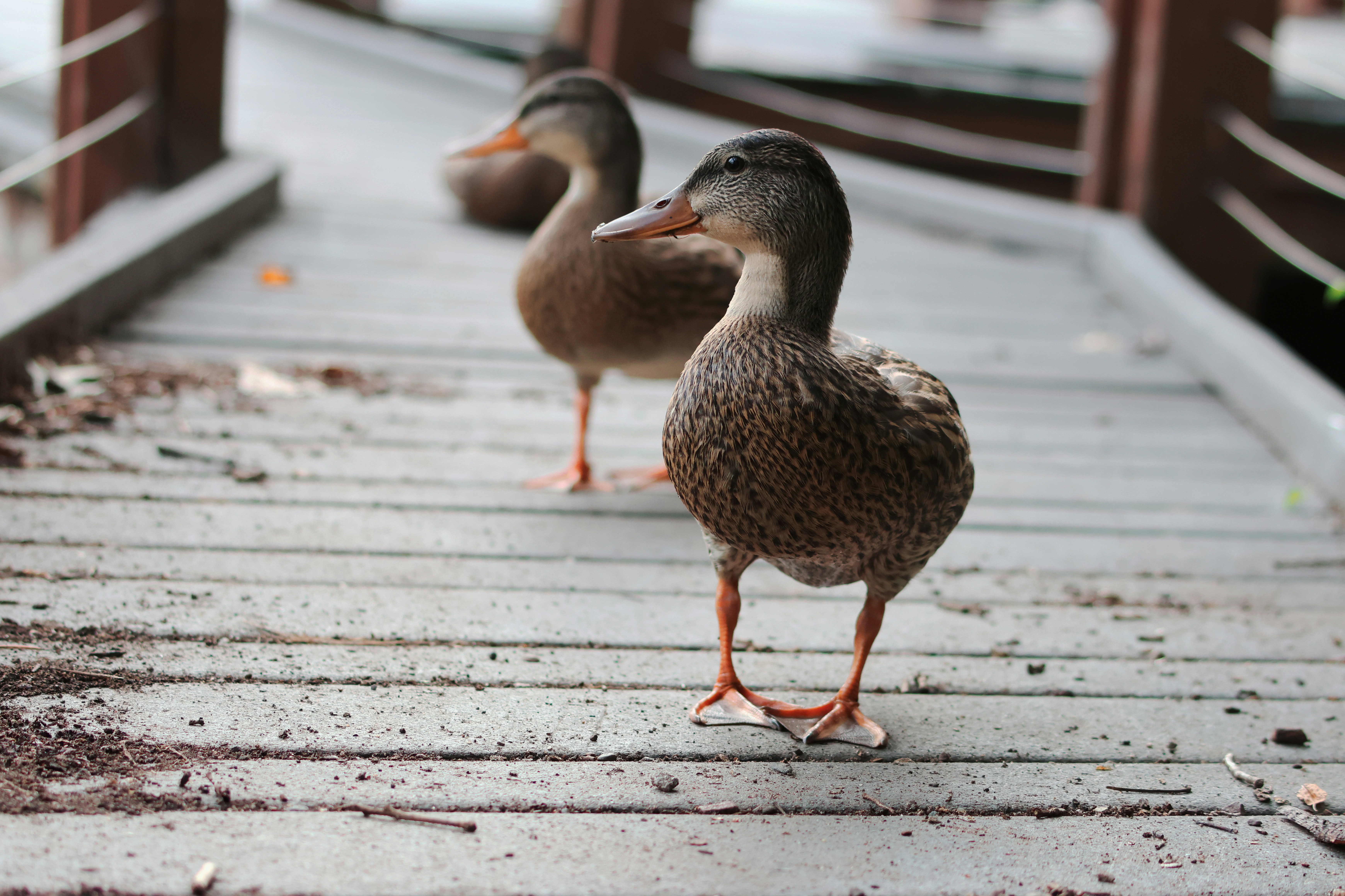 Two Ducks on a Weathered Wooden Walkway