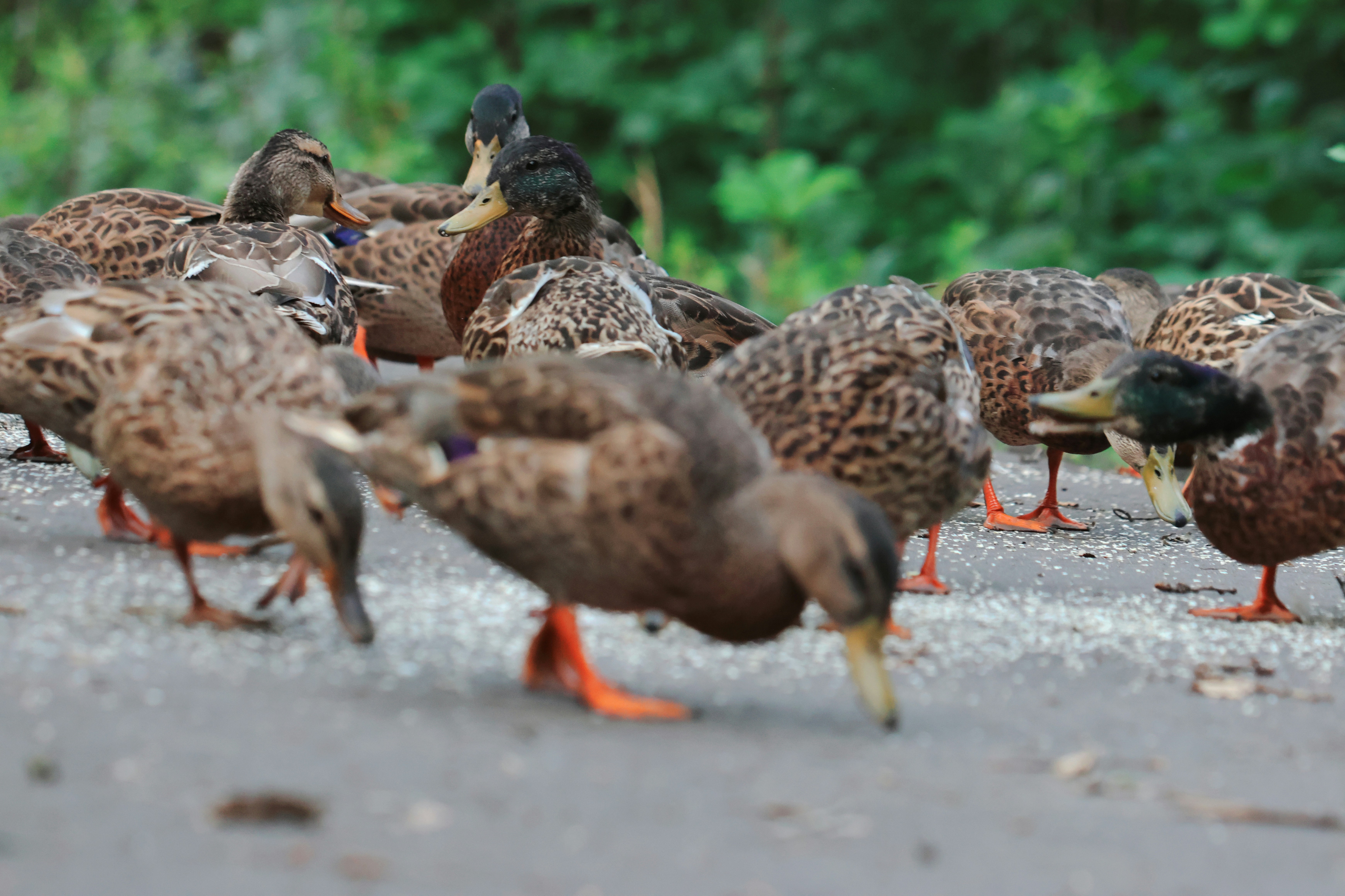 A Flock in Focus: Ducks on a Gravel Patch