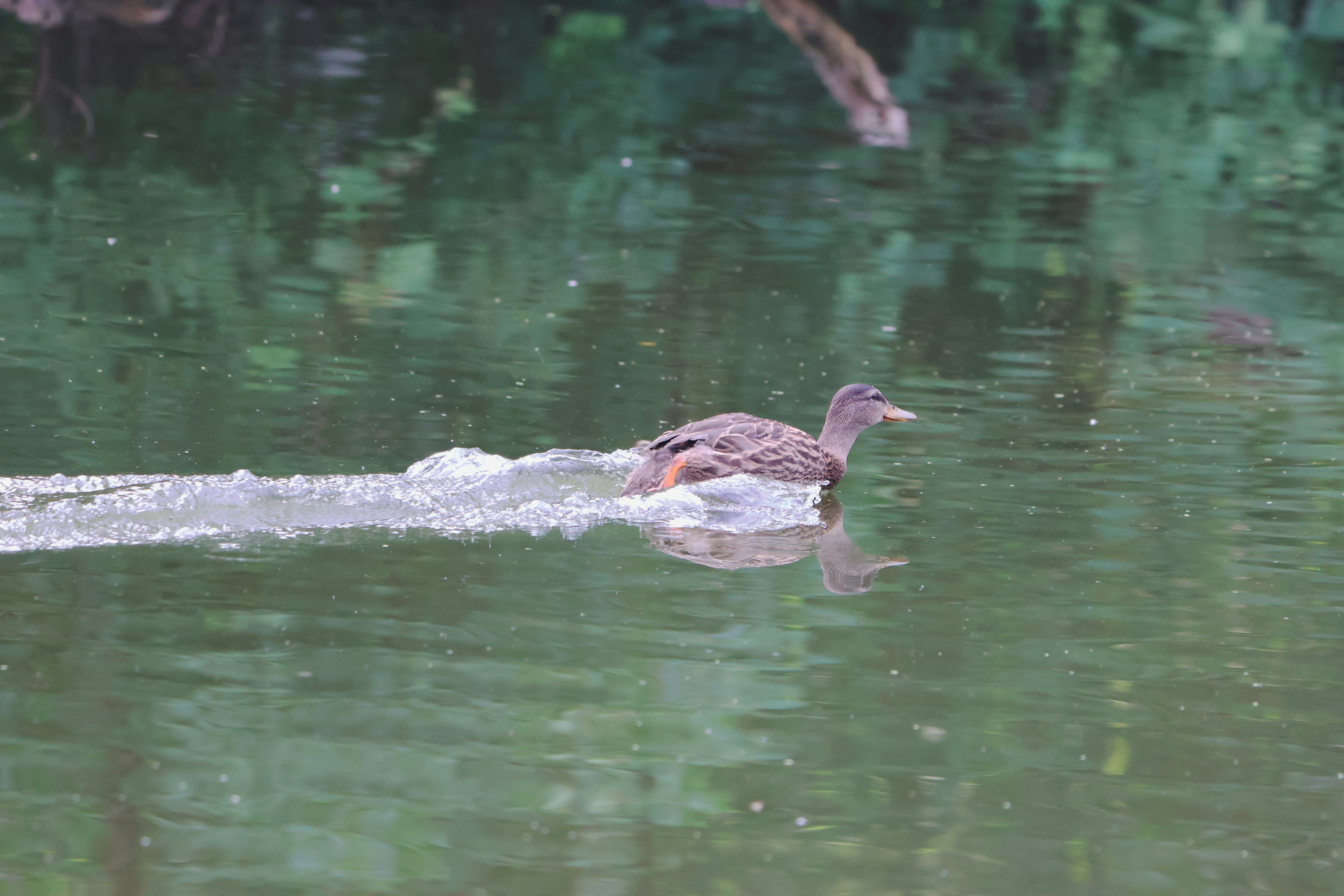 Gliding Focus: A lone duck traces ripples across a tranquil green pool