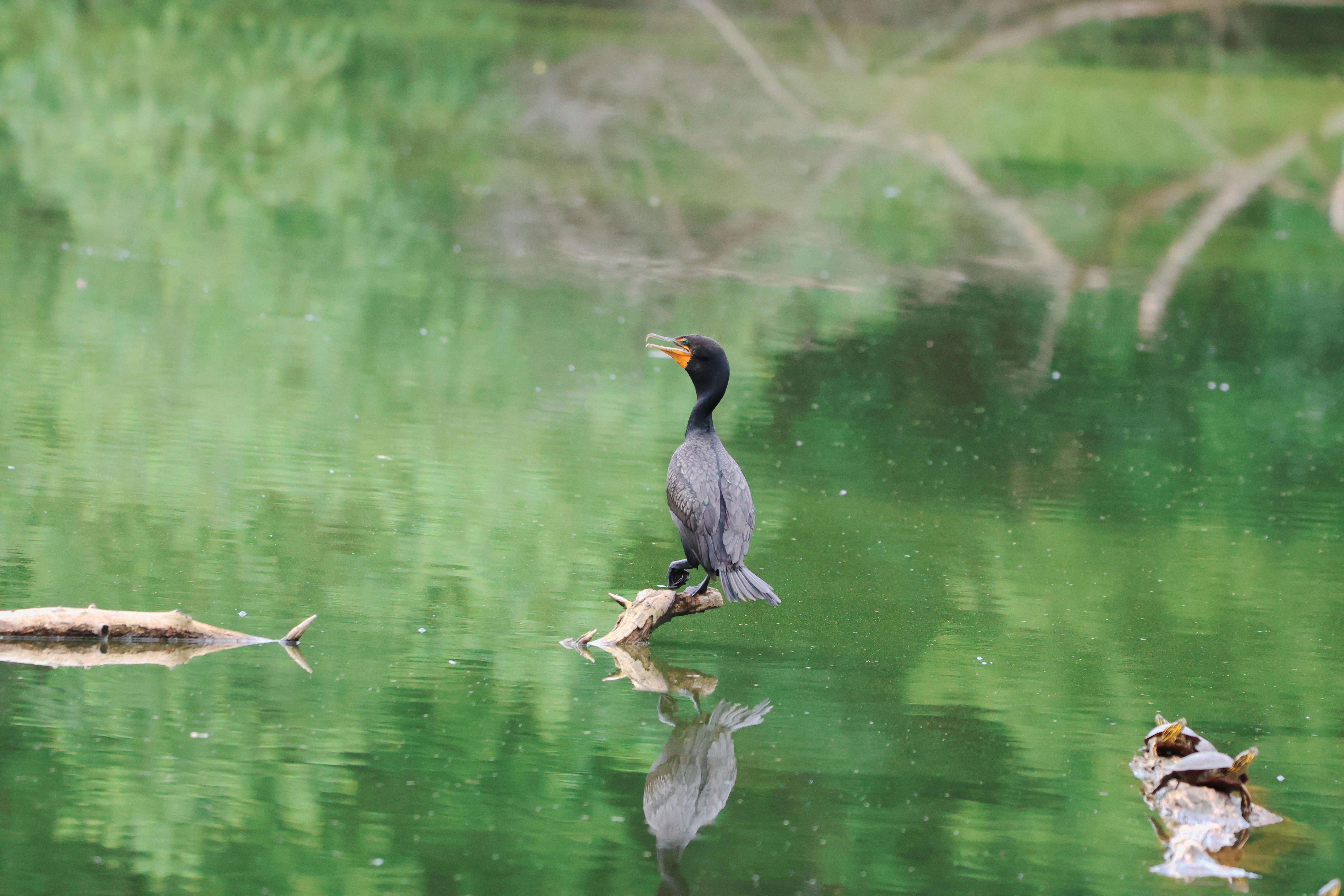 Silent Heron Over Glassy Waters