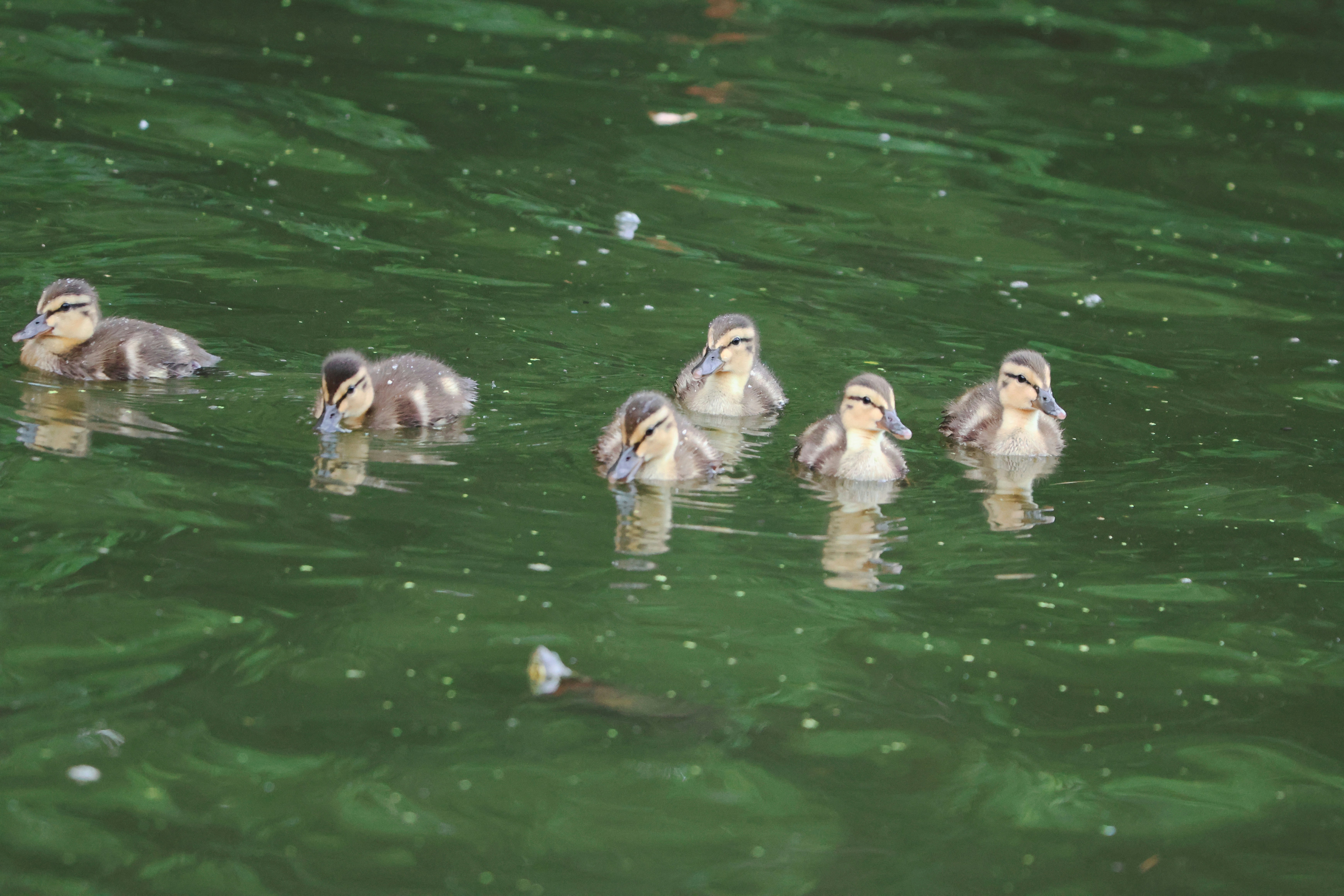Six Ducklings Raised Above Green Water in Morning Light