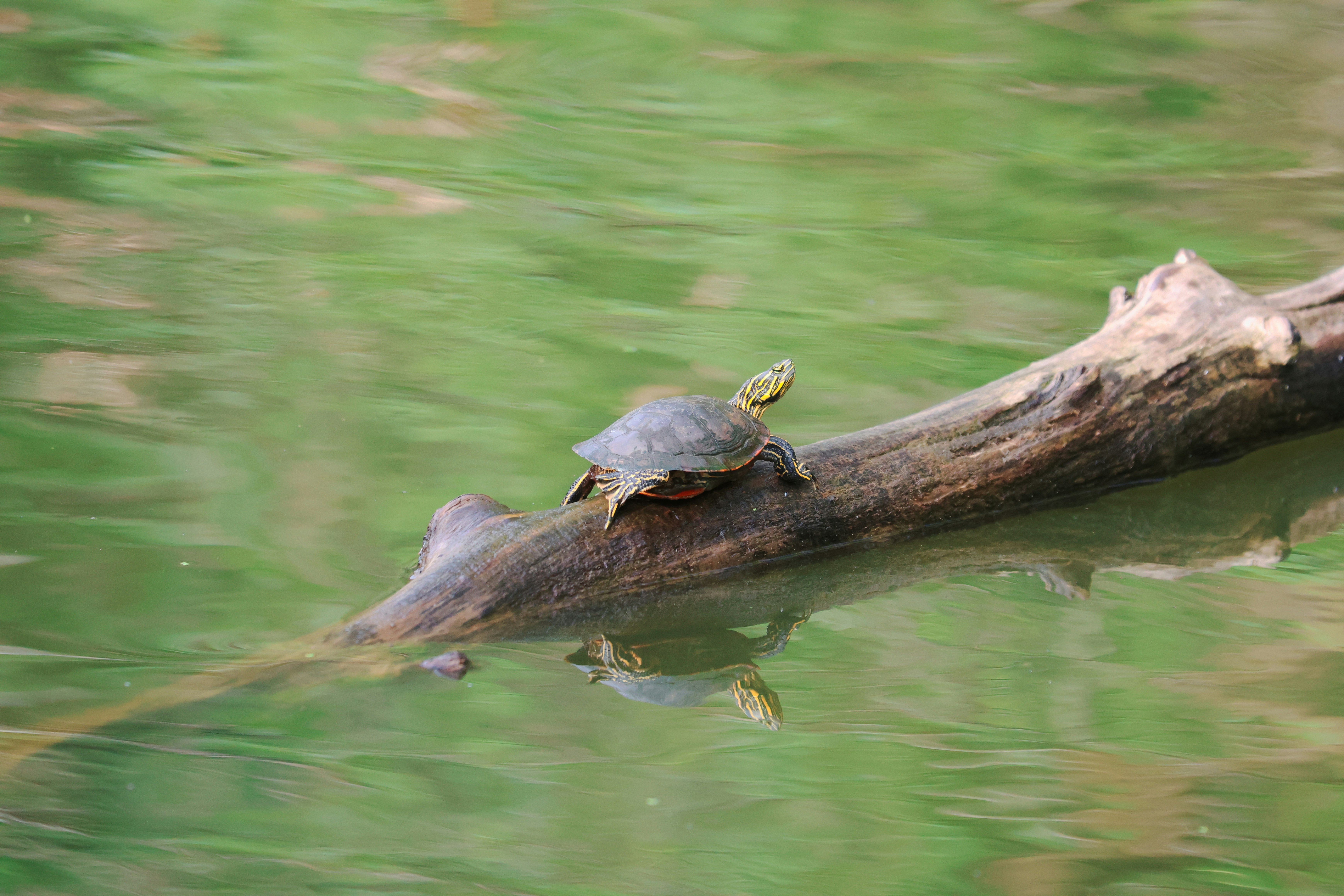 Sunlit Turtle on a Gentle Drift
