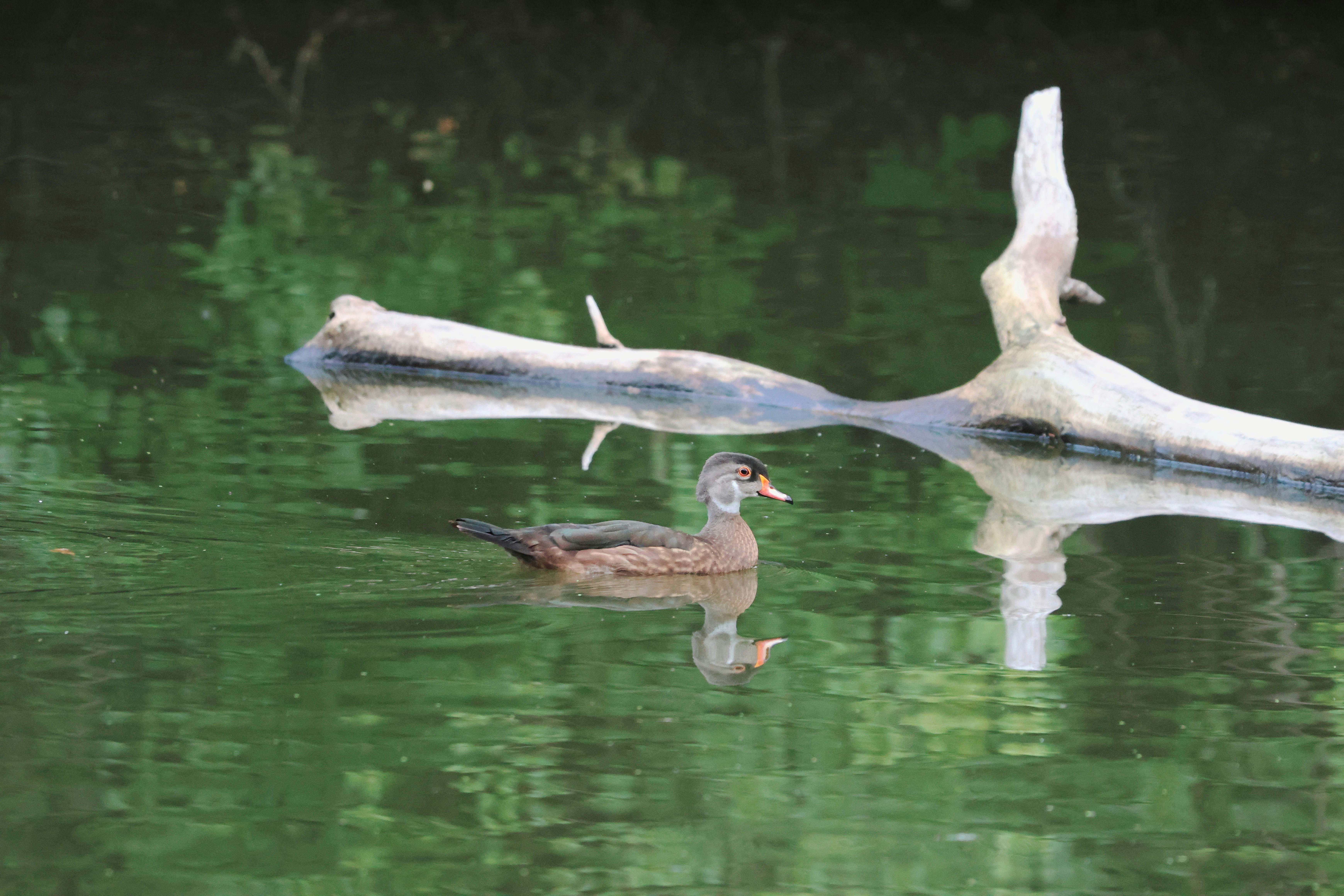 Calm River Duck and Driftwood Mirror