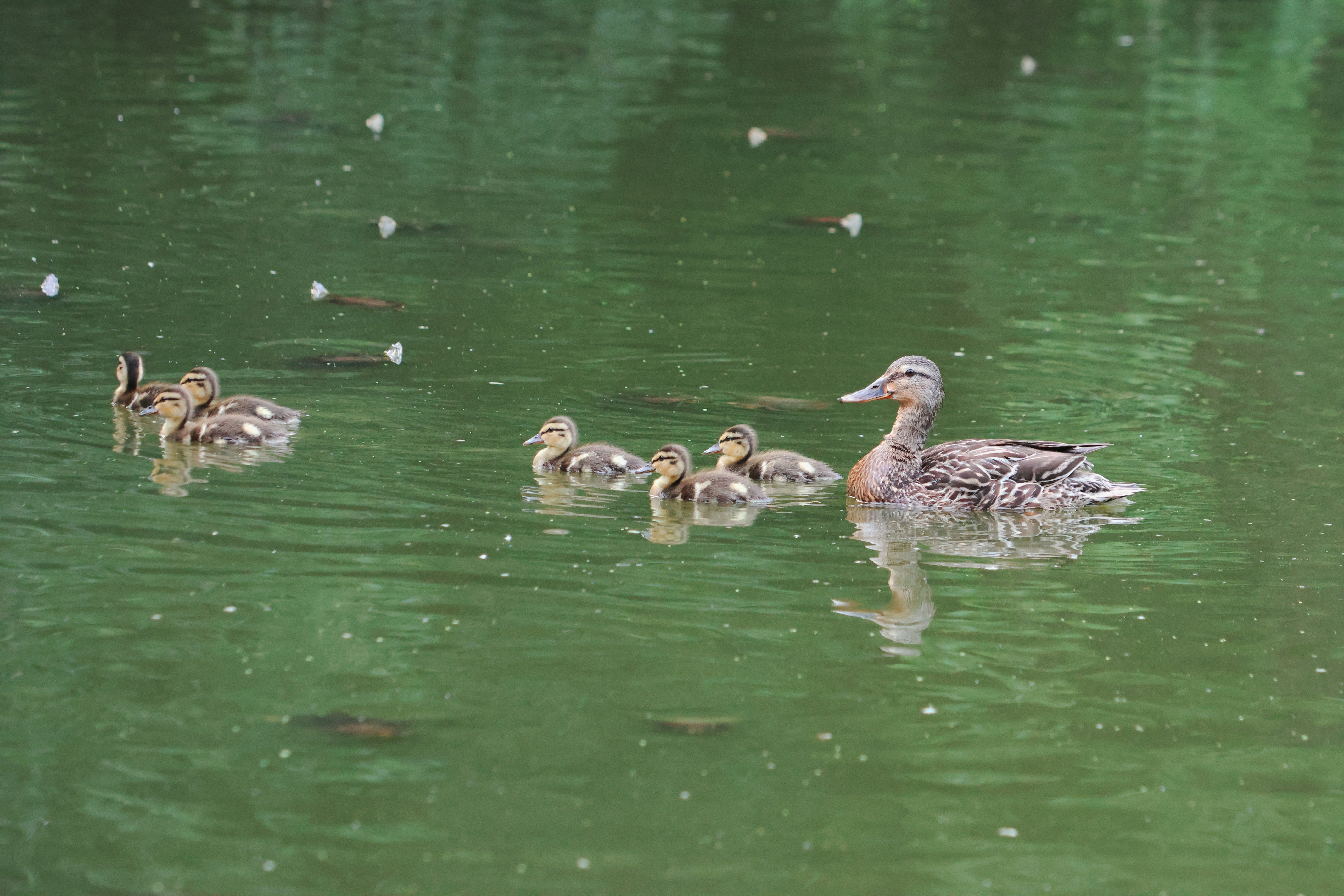 Mother Duck and Ducklings Glide Through a Quiet Green Pond