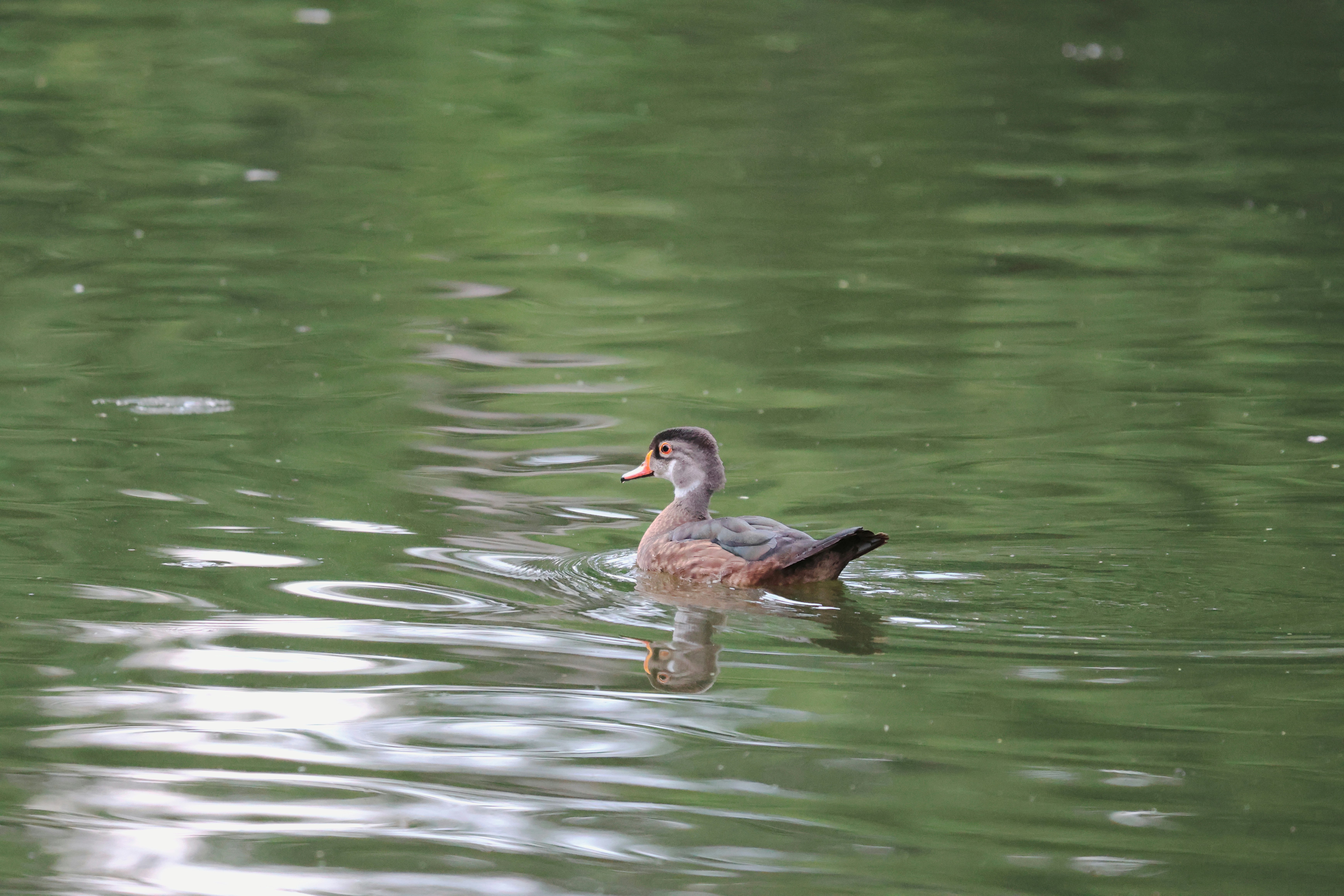 Mid-River Juvenile Duck Gliding Through Calm Green Reflections
