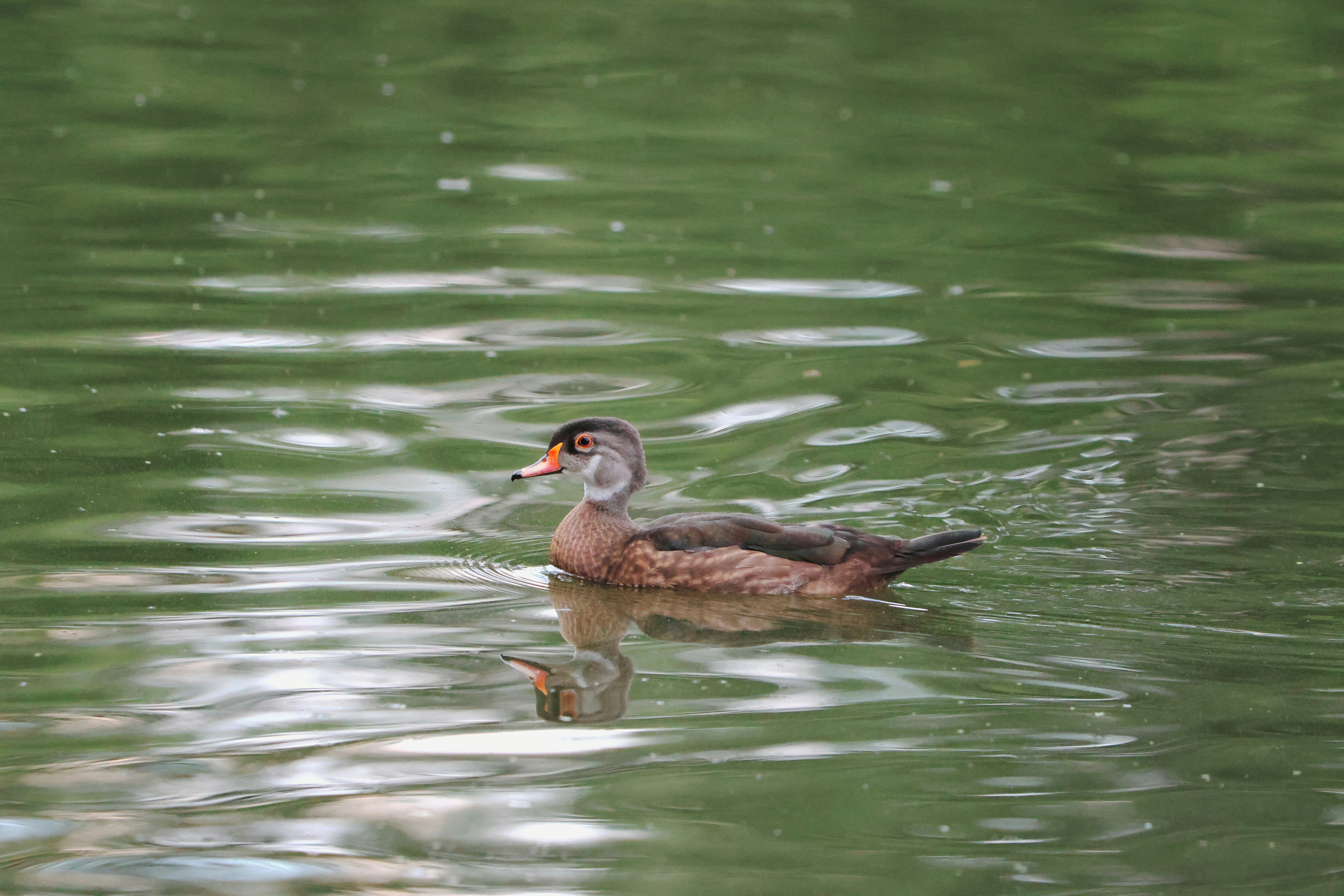 Mid-river Mandarin: A Mallard Gliding through Quiet Green Reflections