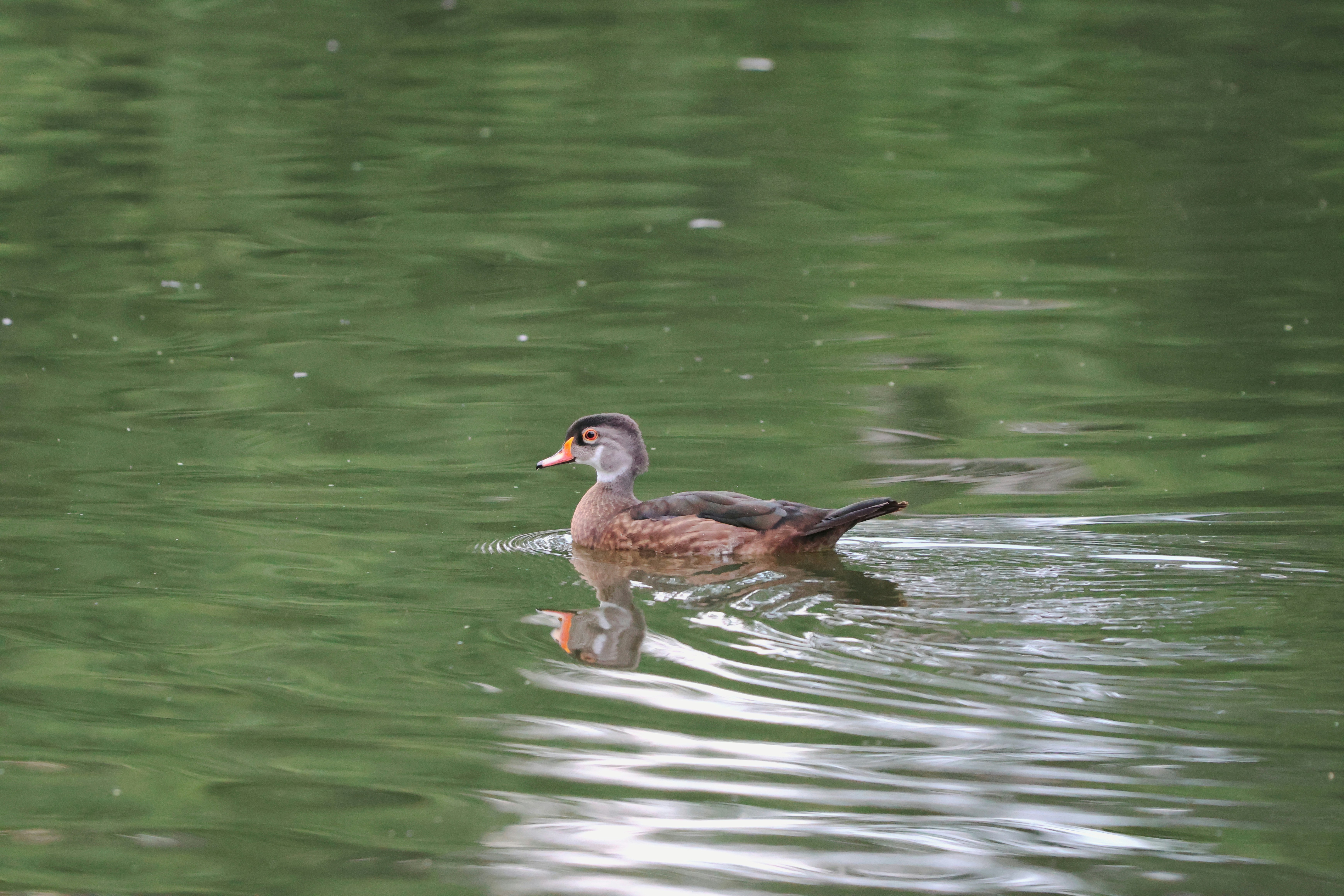 Reflection in a Quiet Pond: A Small Duck Gliding Past Green Walls