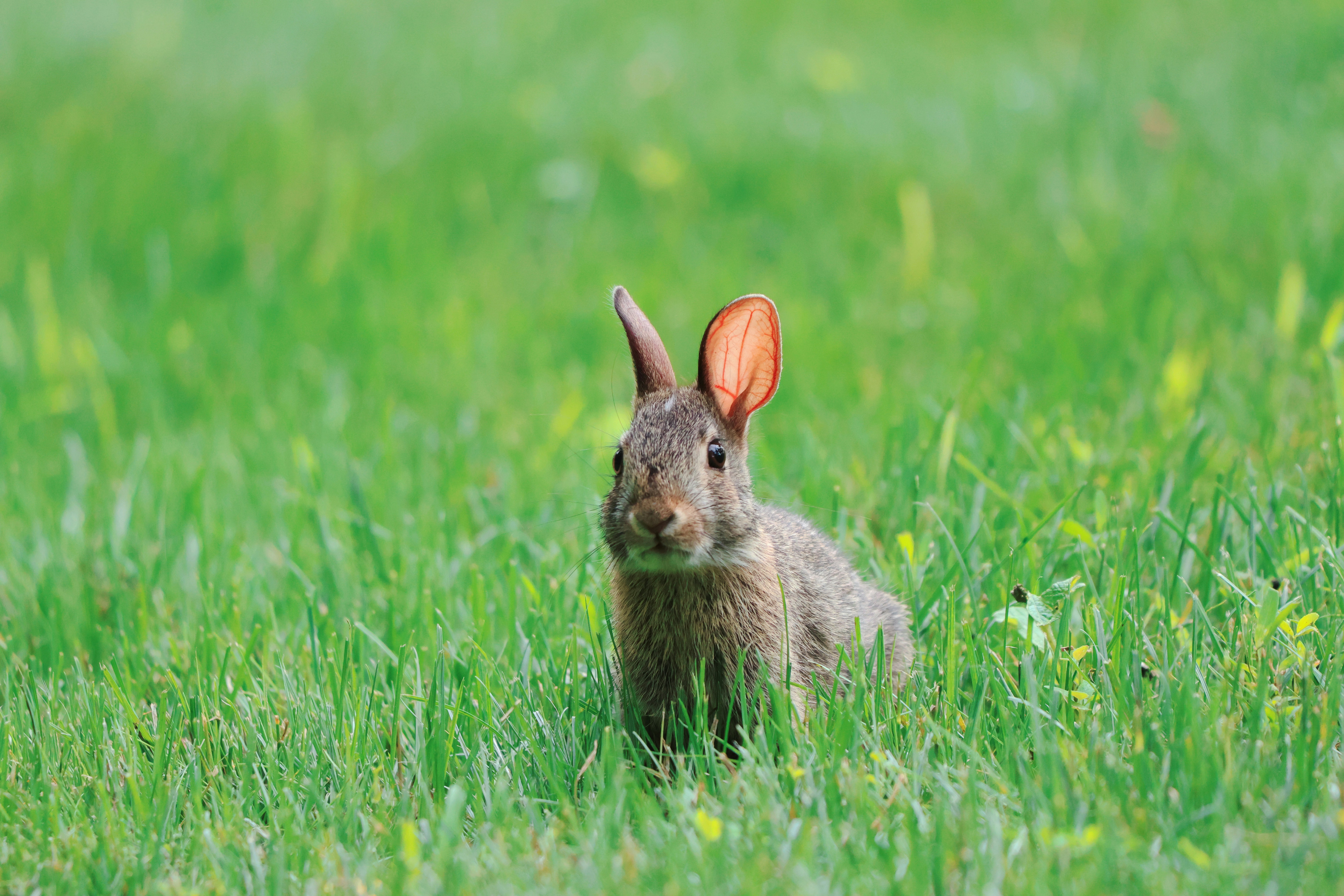 Spring Meadow Visitor: A curious hare pauses mid-hop in vibrant greens