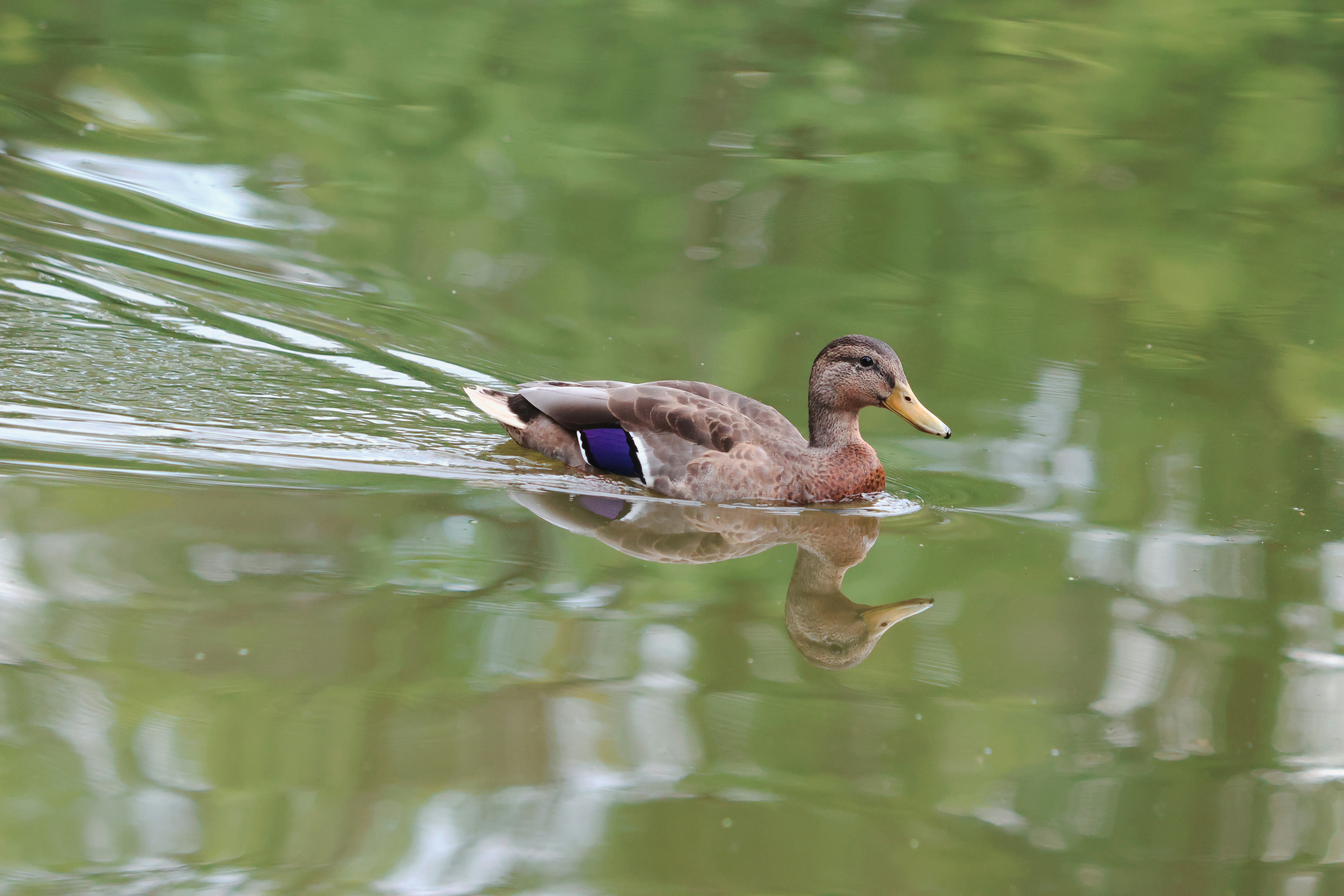 Gliding Muse: a Mallard on a Verdant Mirror