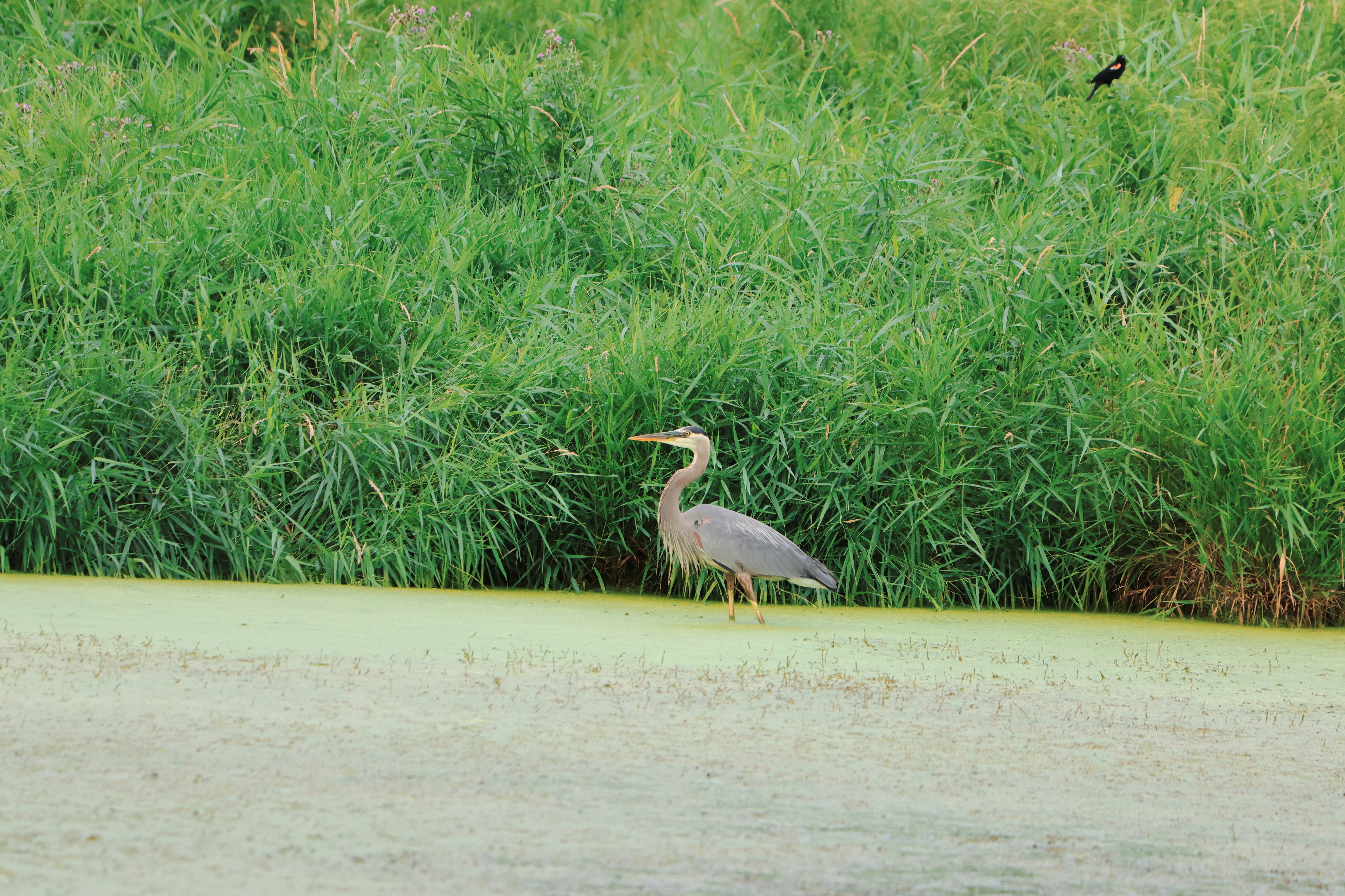 Heron on the Lip of a Fen: Quiet Stance at Dusk