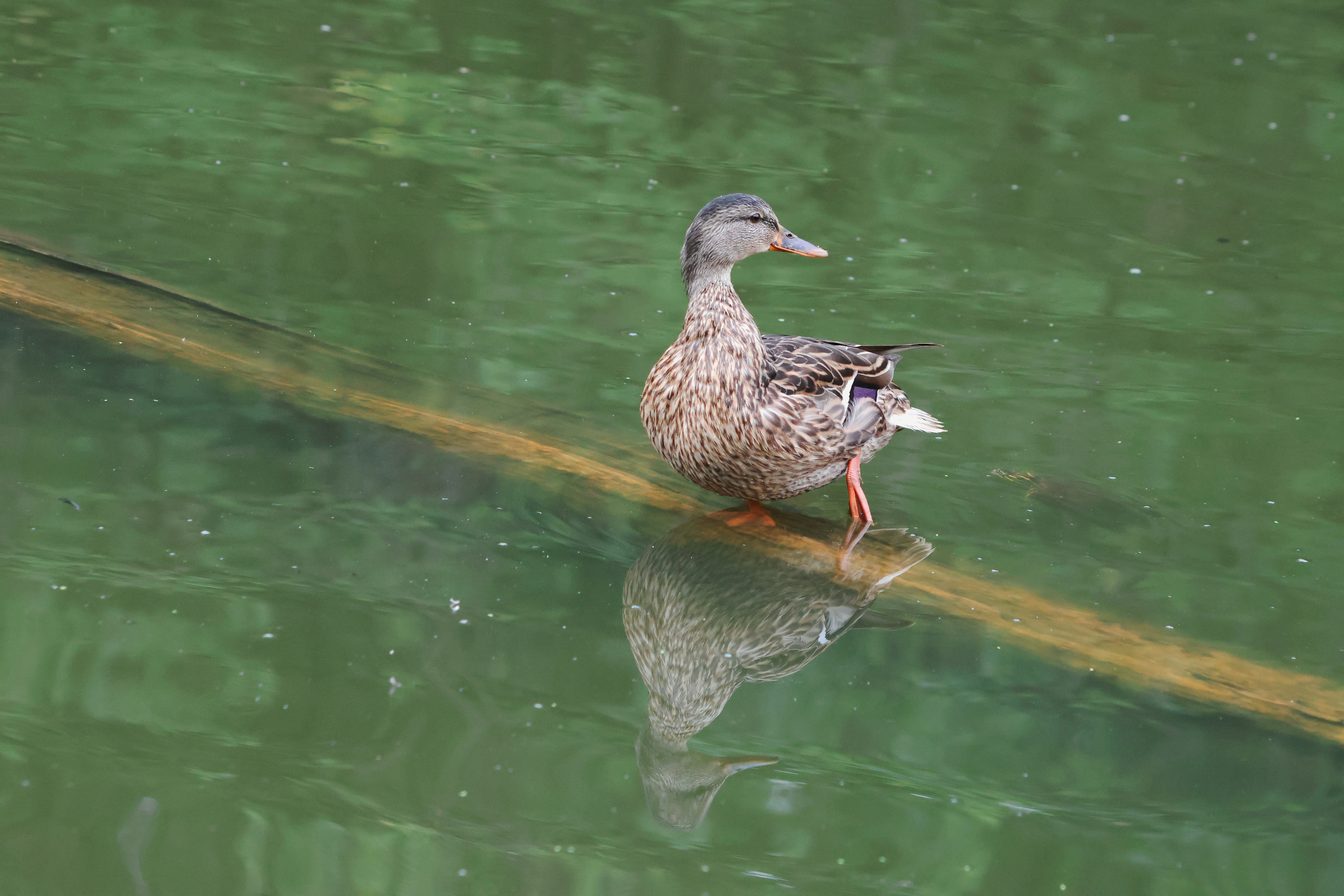 Floating Mallard: Quiet Grace on a Green Mirror