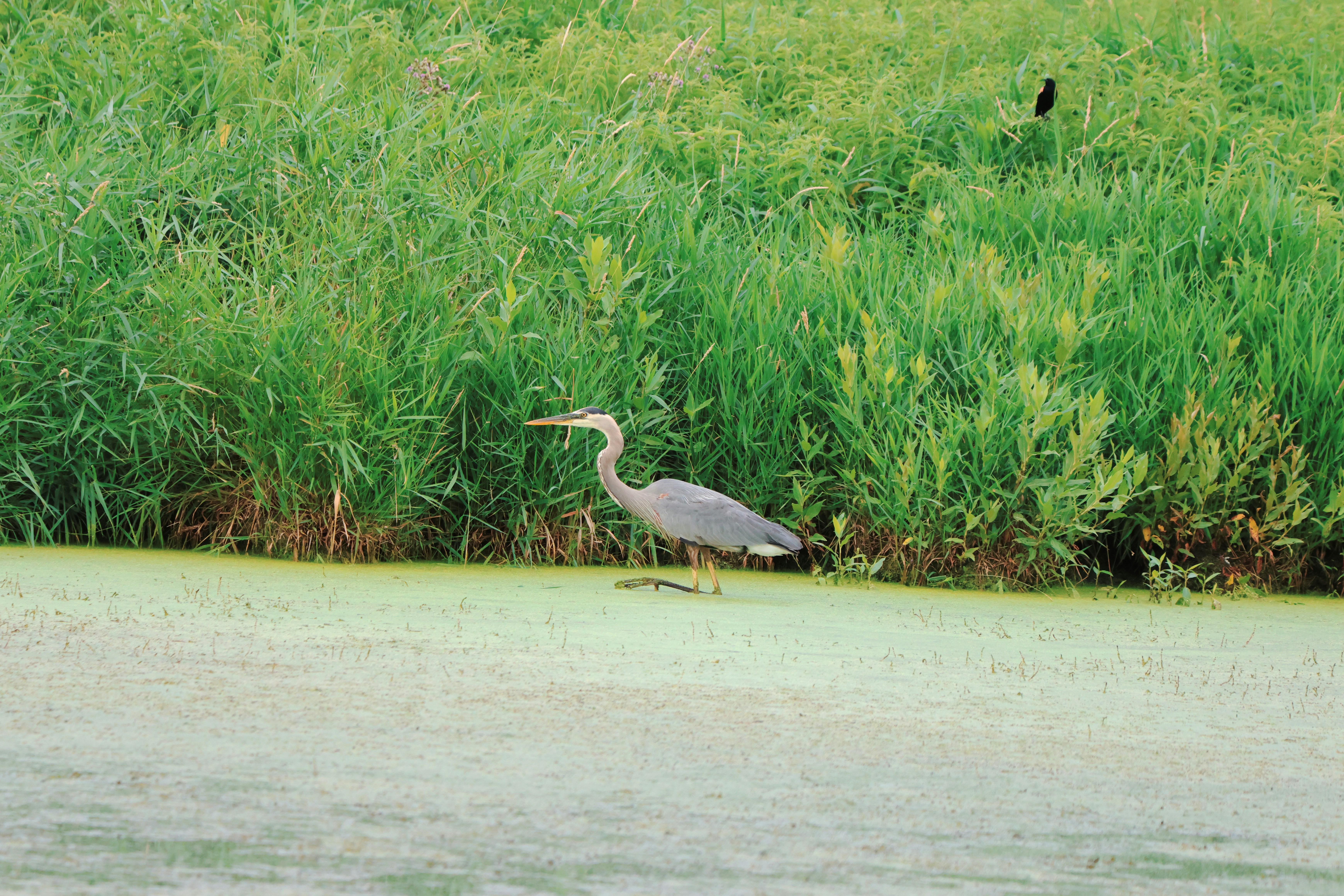 Heron in Marsh: Quiet Balance Between Water, Reeds, and Sky