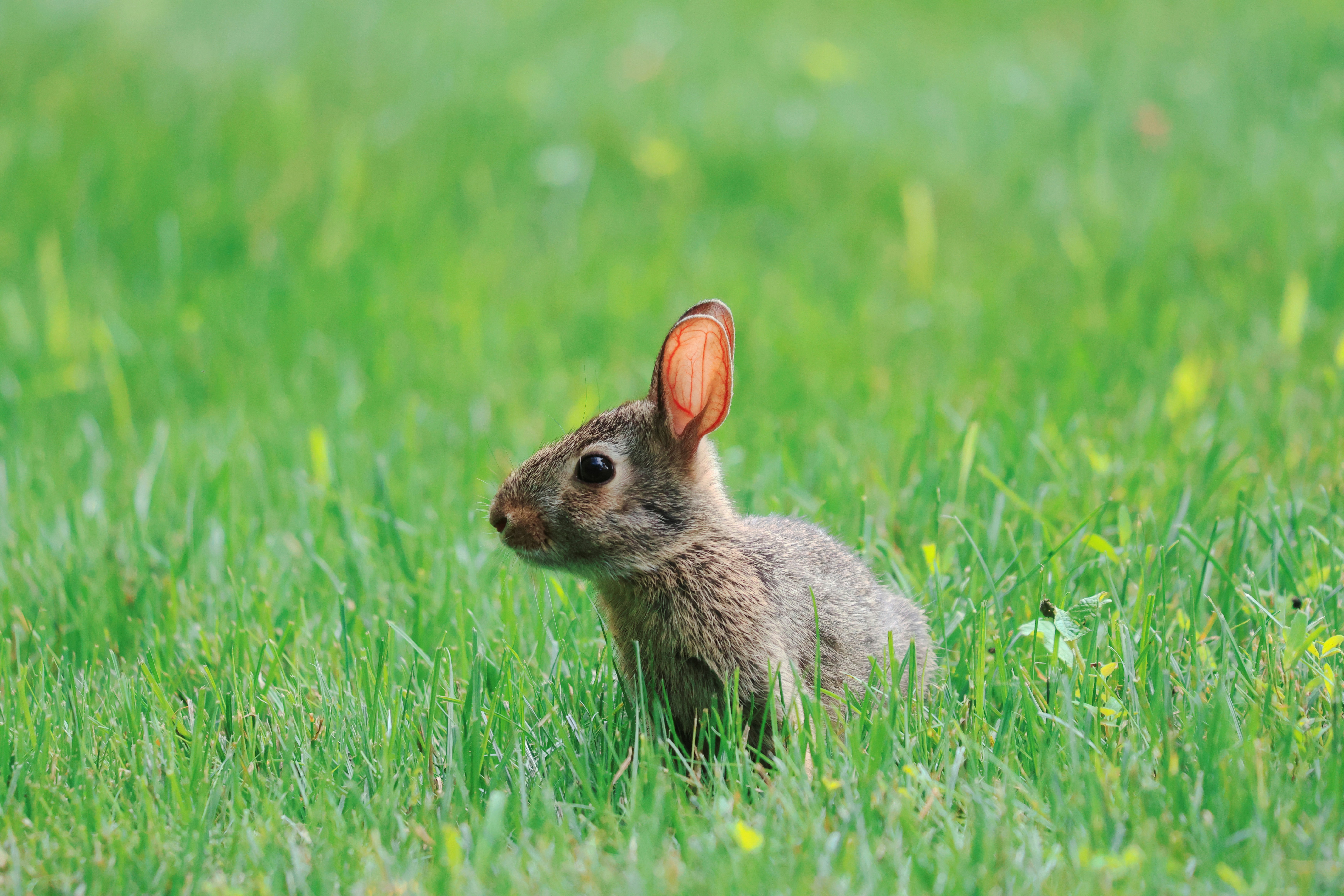 Field Sparrow: A Curious Rabbit Bordered by Spring Grass
