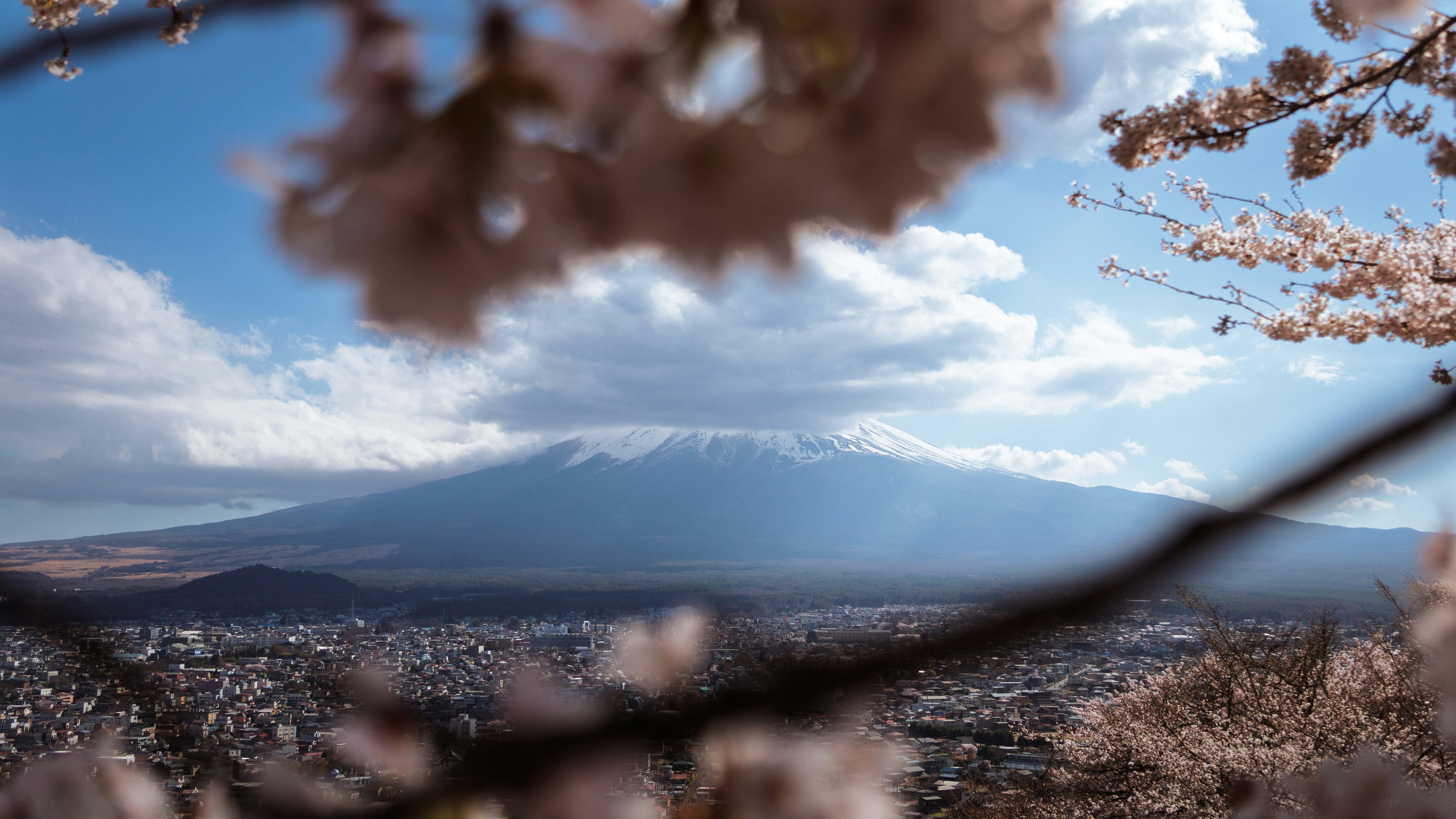 Blossoms Framing a Snow-Capped Summit