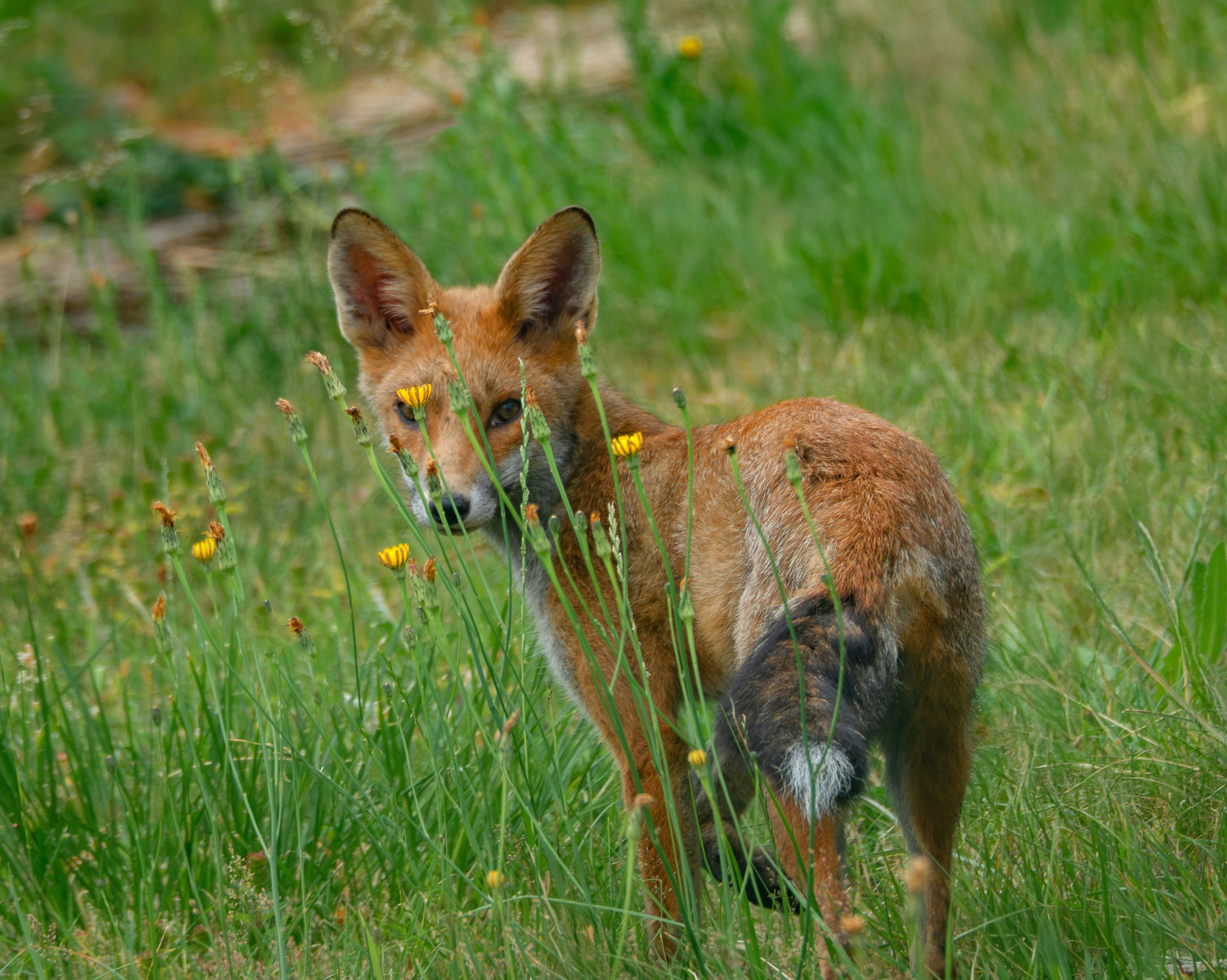 Amber in the Meadow: A Fox Glance Through Tall Grass