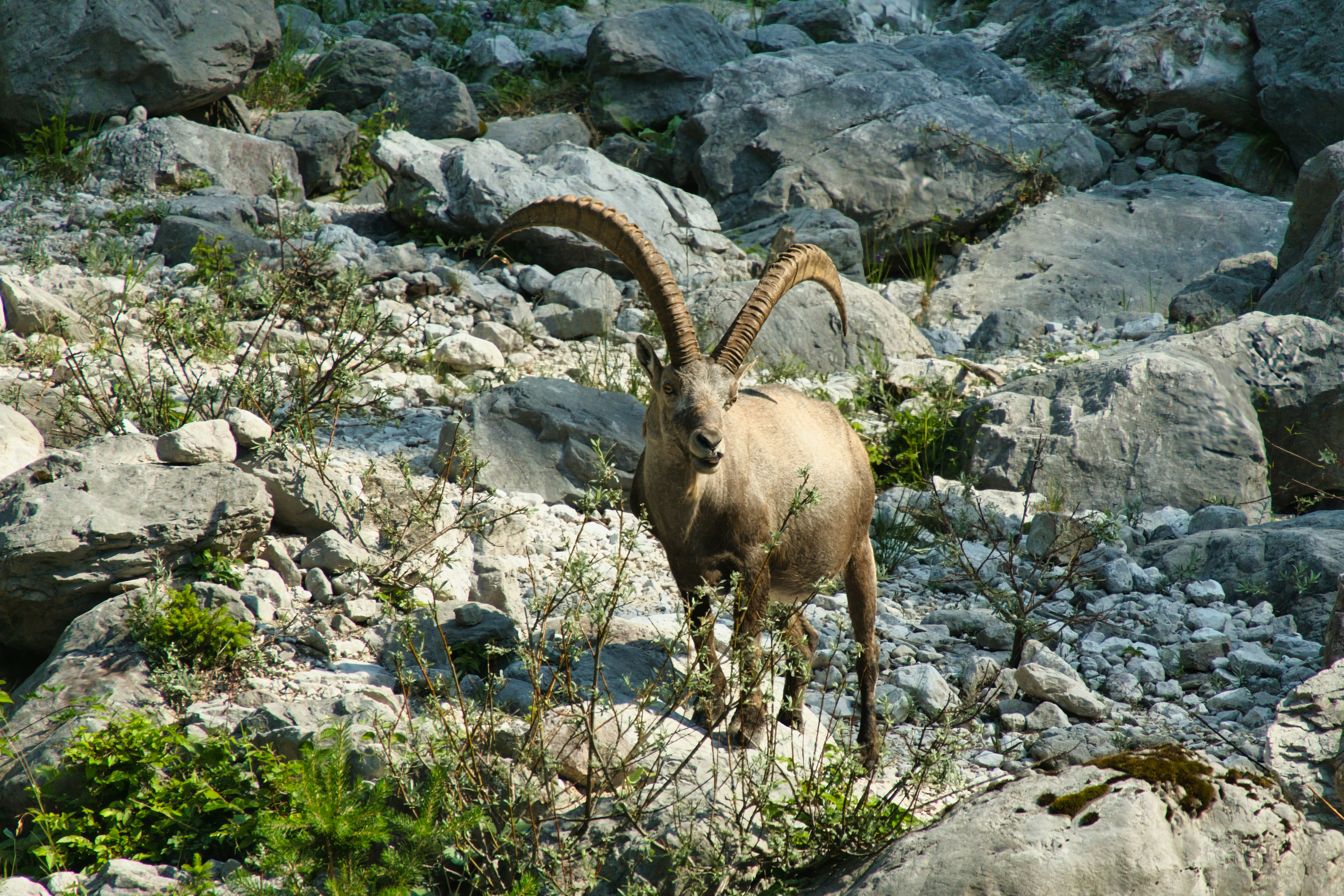 A Majestic Alpine Ram amid Craggy Tides