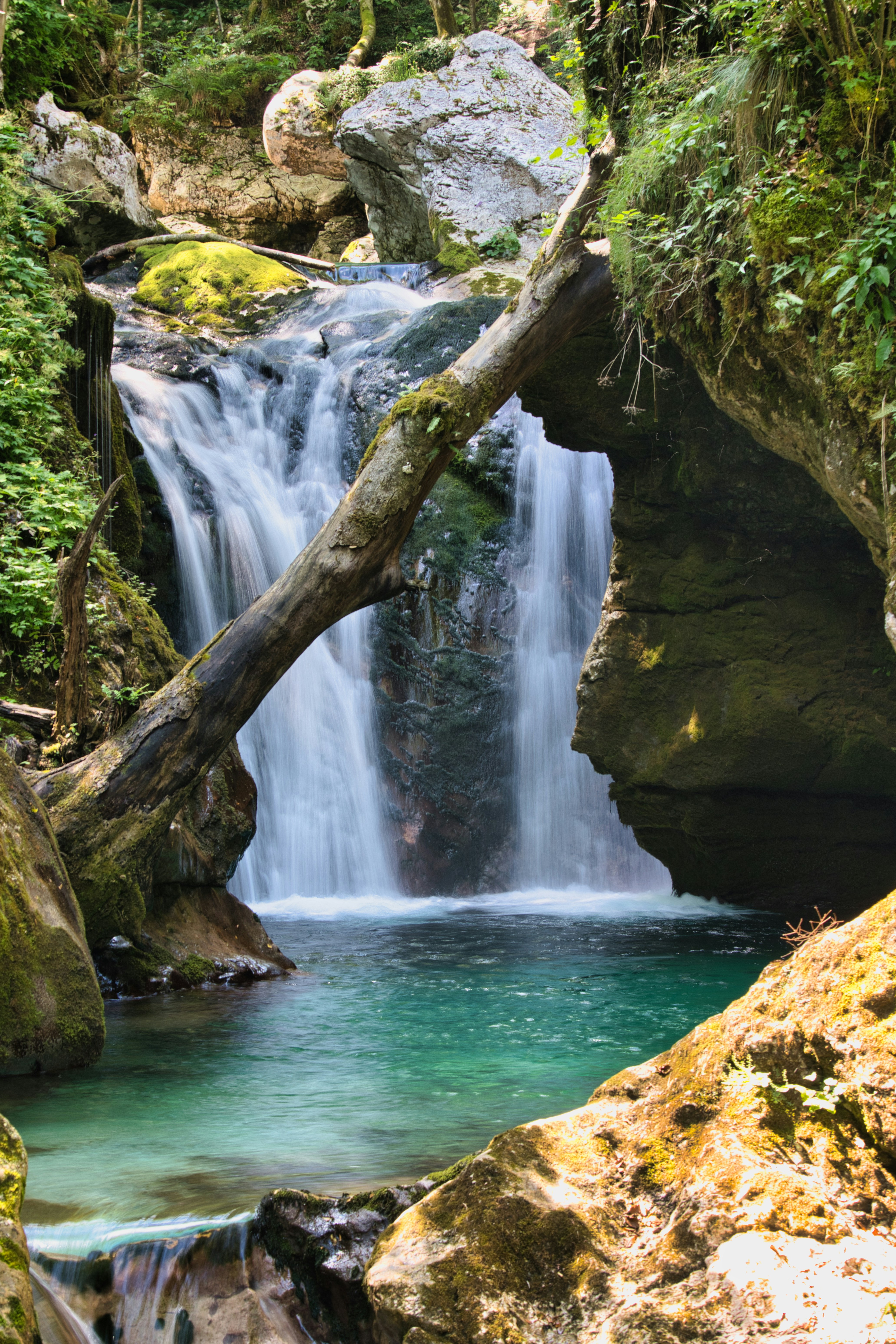 Emerald Cascade: A Fallen Log Framing a Verdant Canyon Waterfall