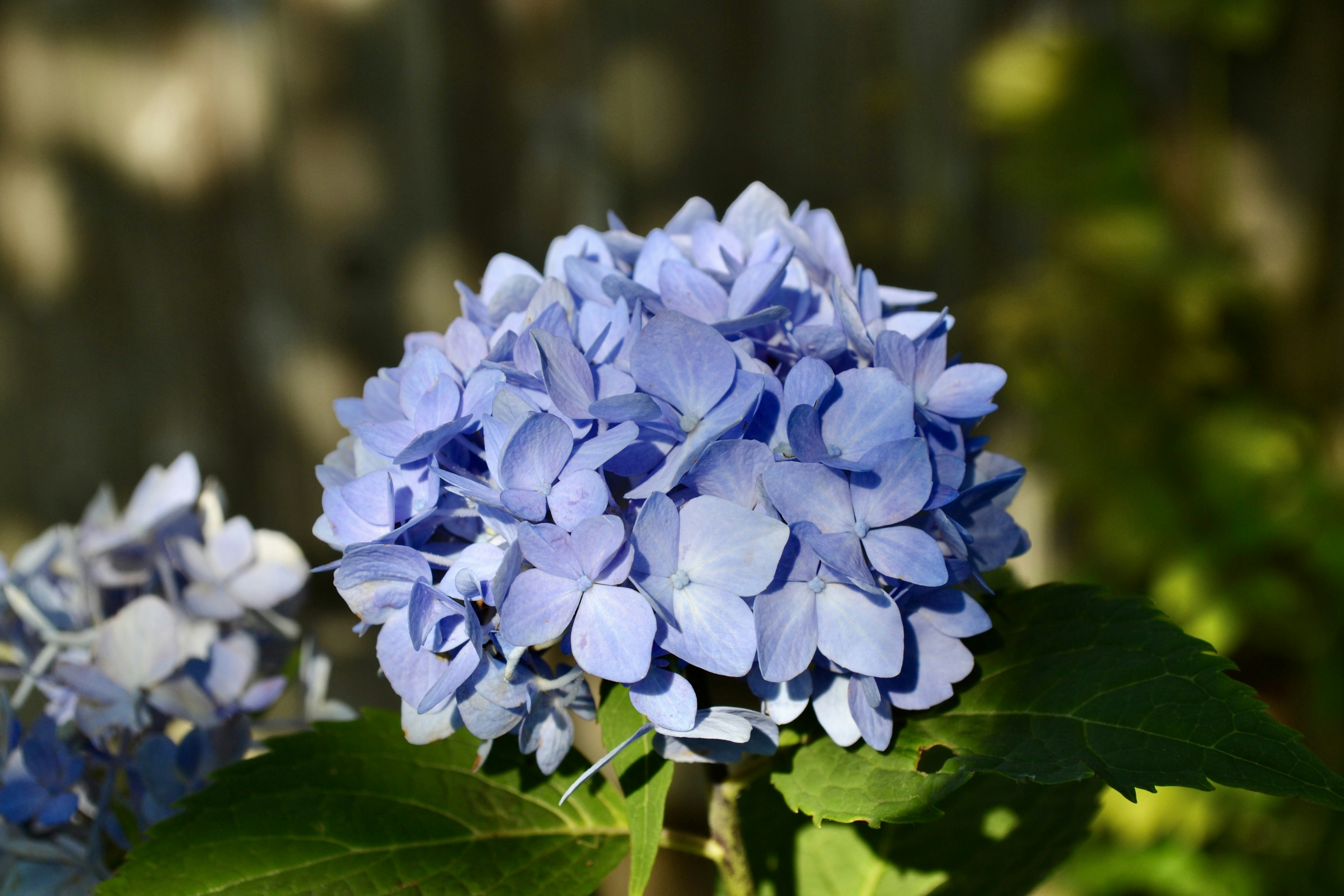 Azure Hydrangea in Soft Dappled Light
