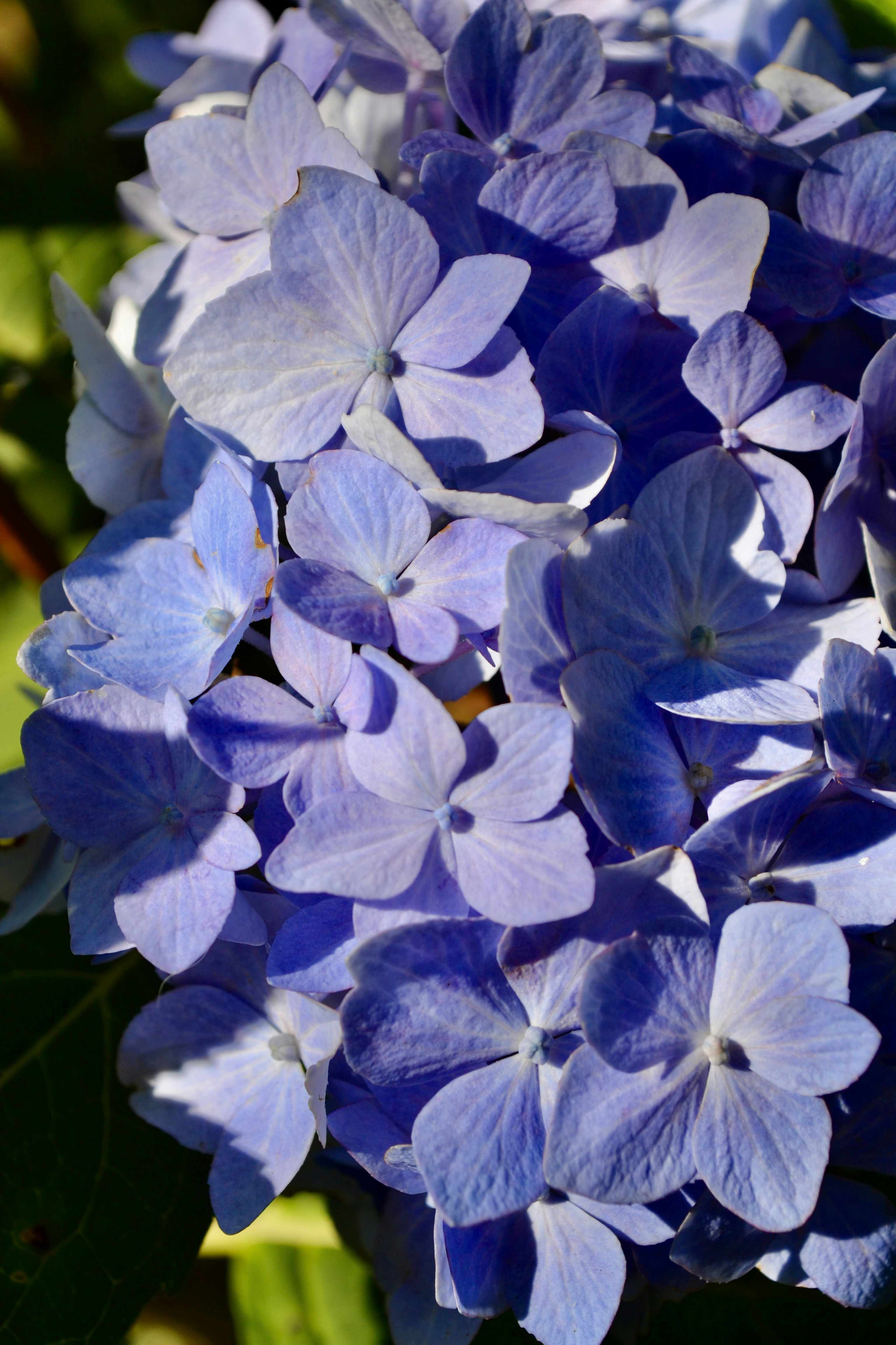 Hydrangea Choir in Full Bloom: Blues Weave Across the Frame