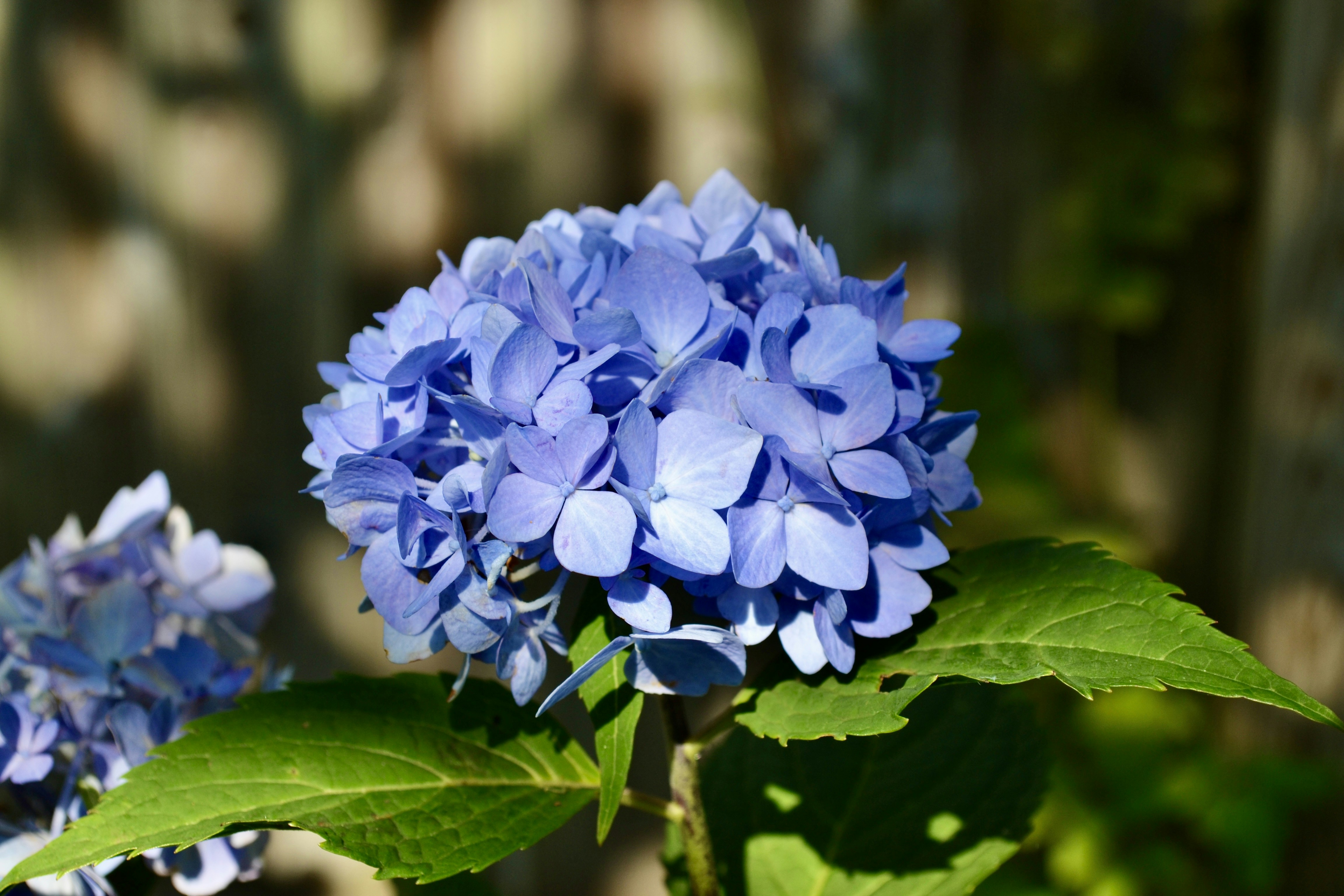 Blue Hydrangea Burst: Sunlit Petals and Rich Green Backdrop