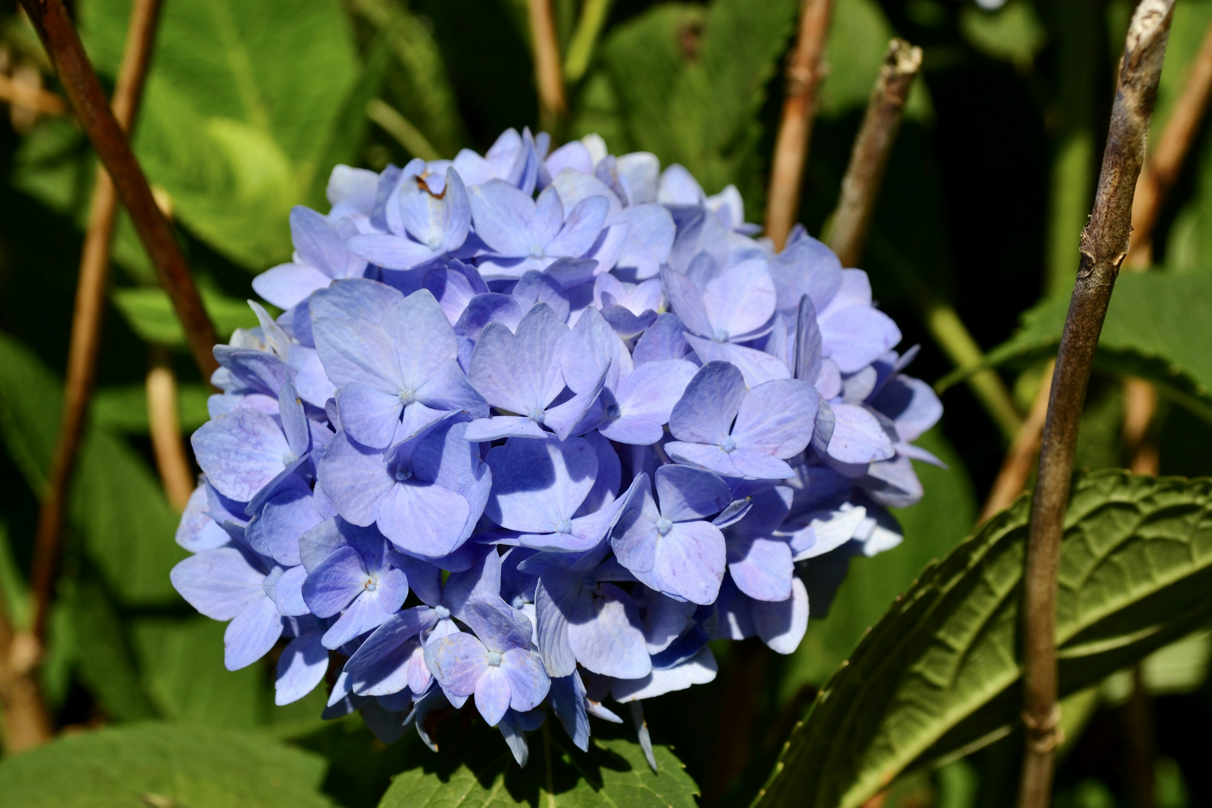 Blue Hydrangea Bloom Centered in Sunshine