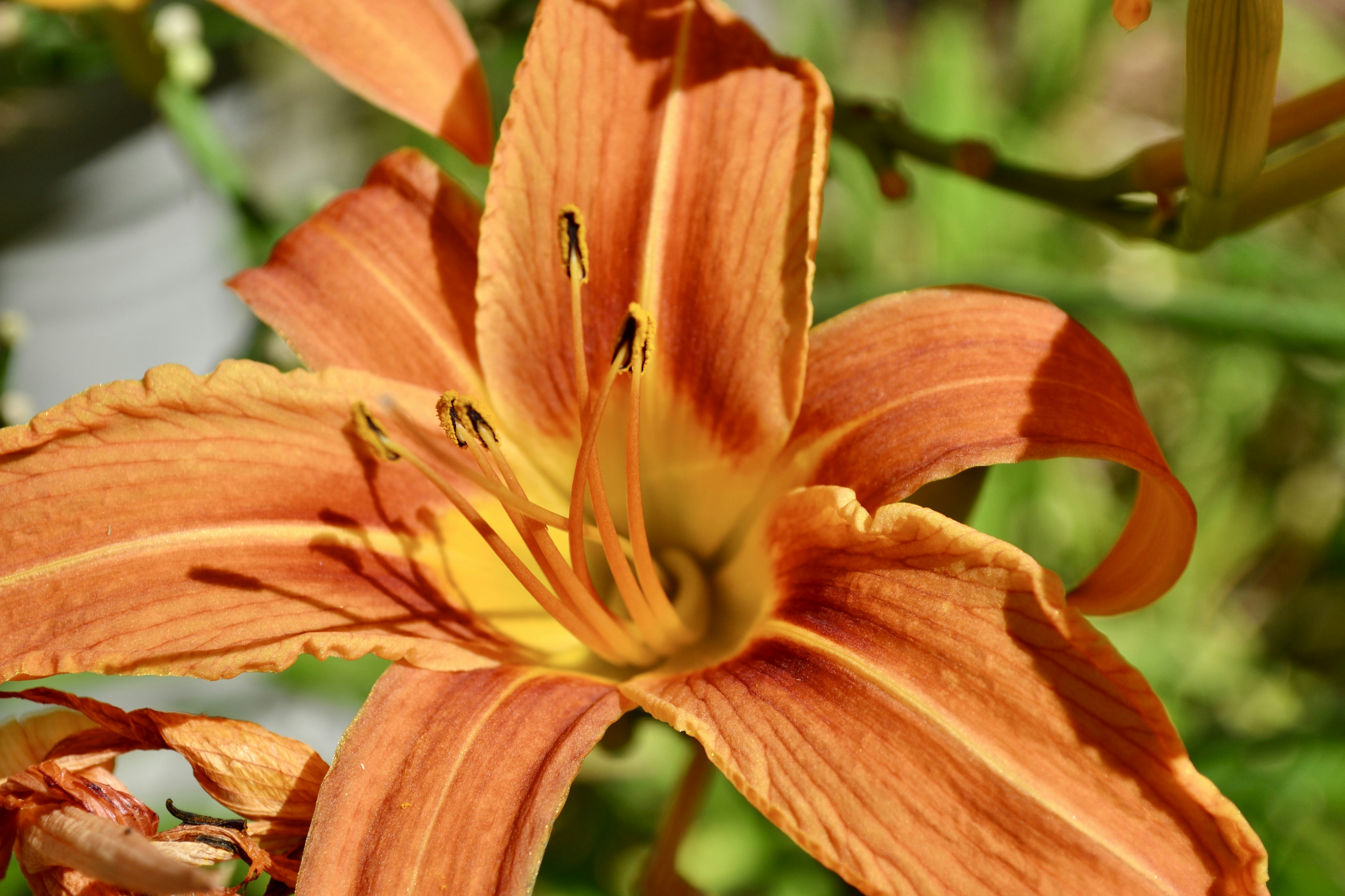 Flame-Scarlet Lily Bloom with Sunlit Petals