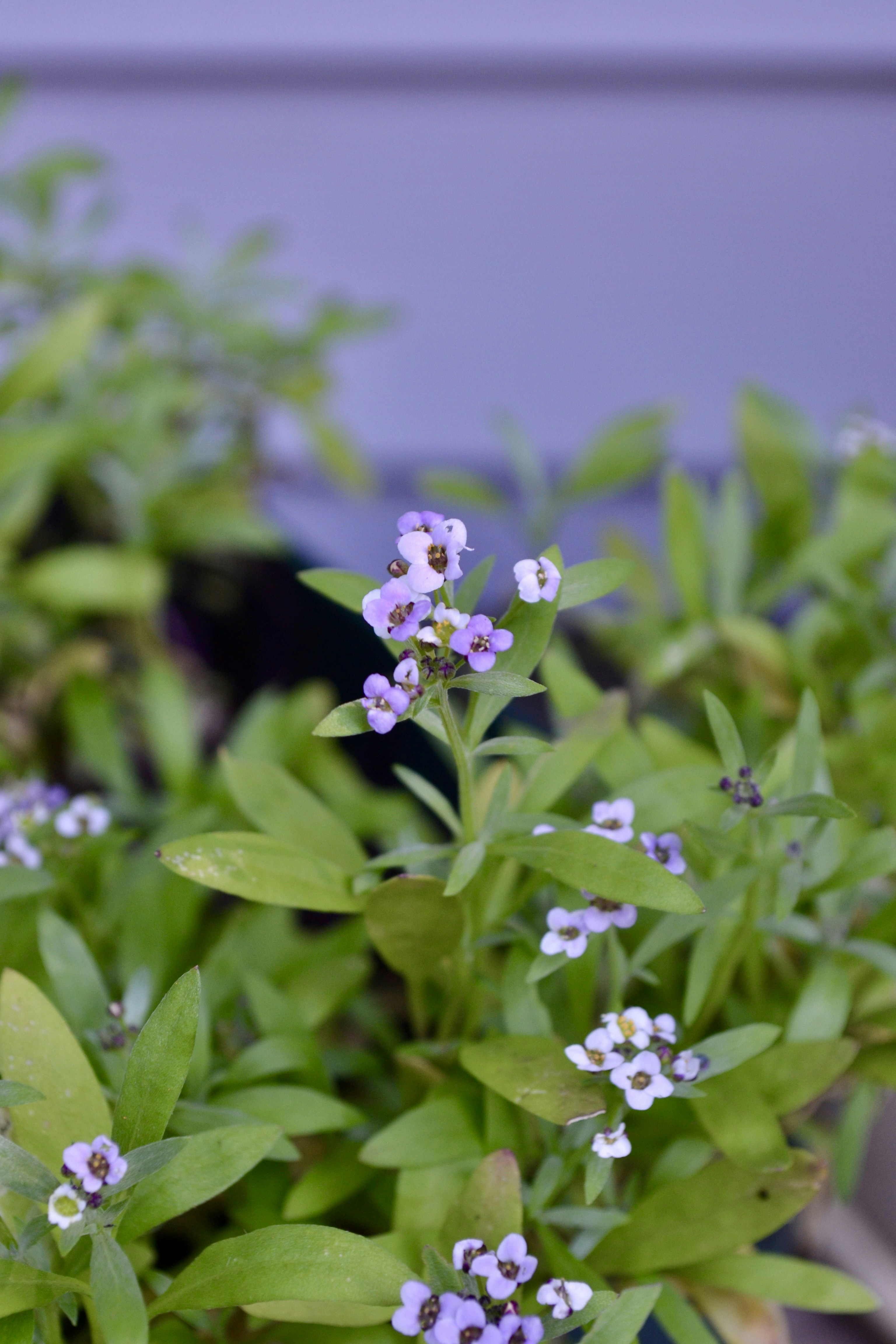 Lavender-hued blooms in a soft garden blur