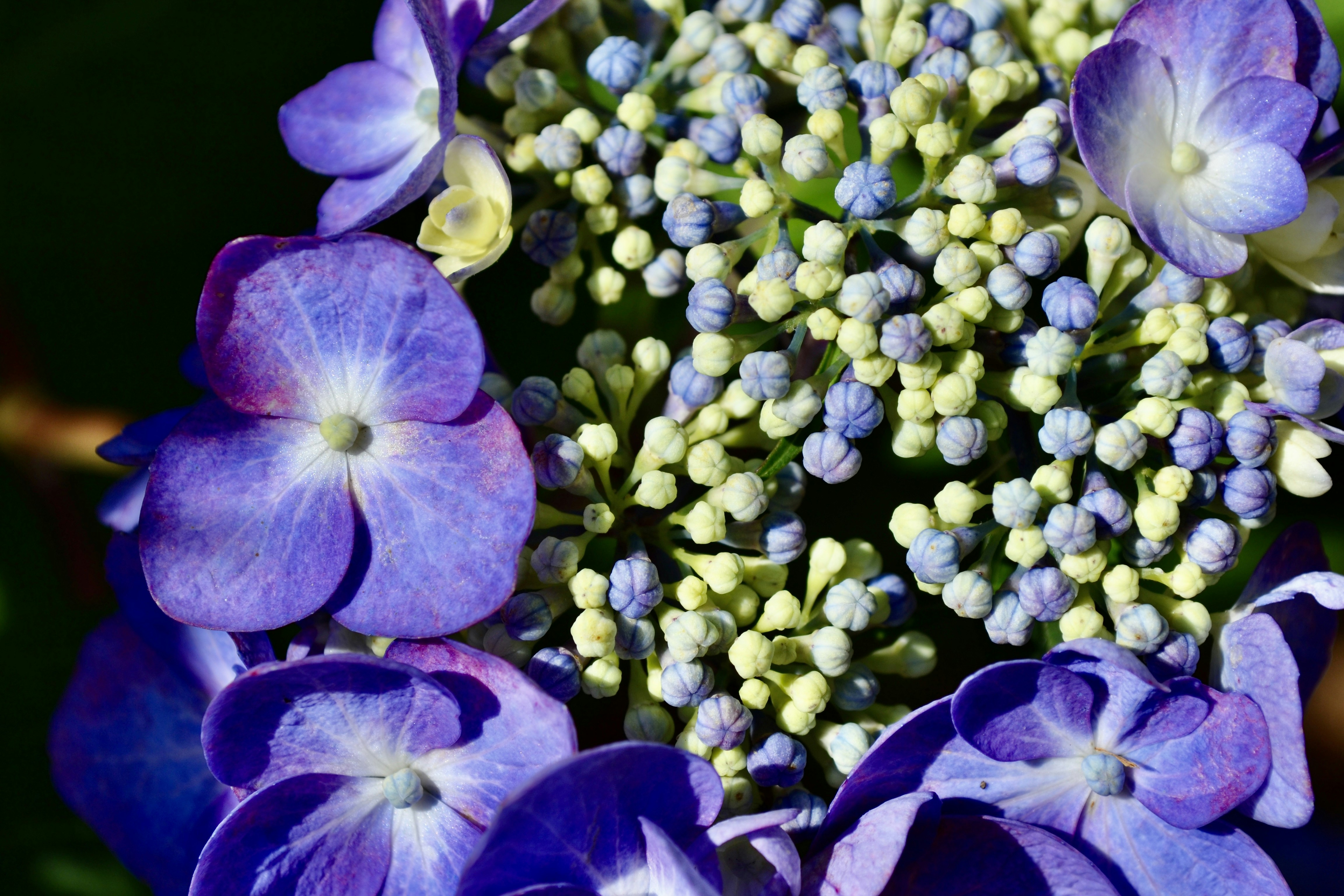 Vibrant Hydrangea Center: A Burst of Purple Petals and Buds