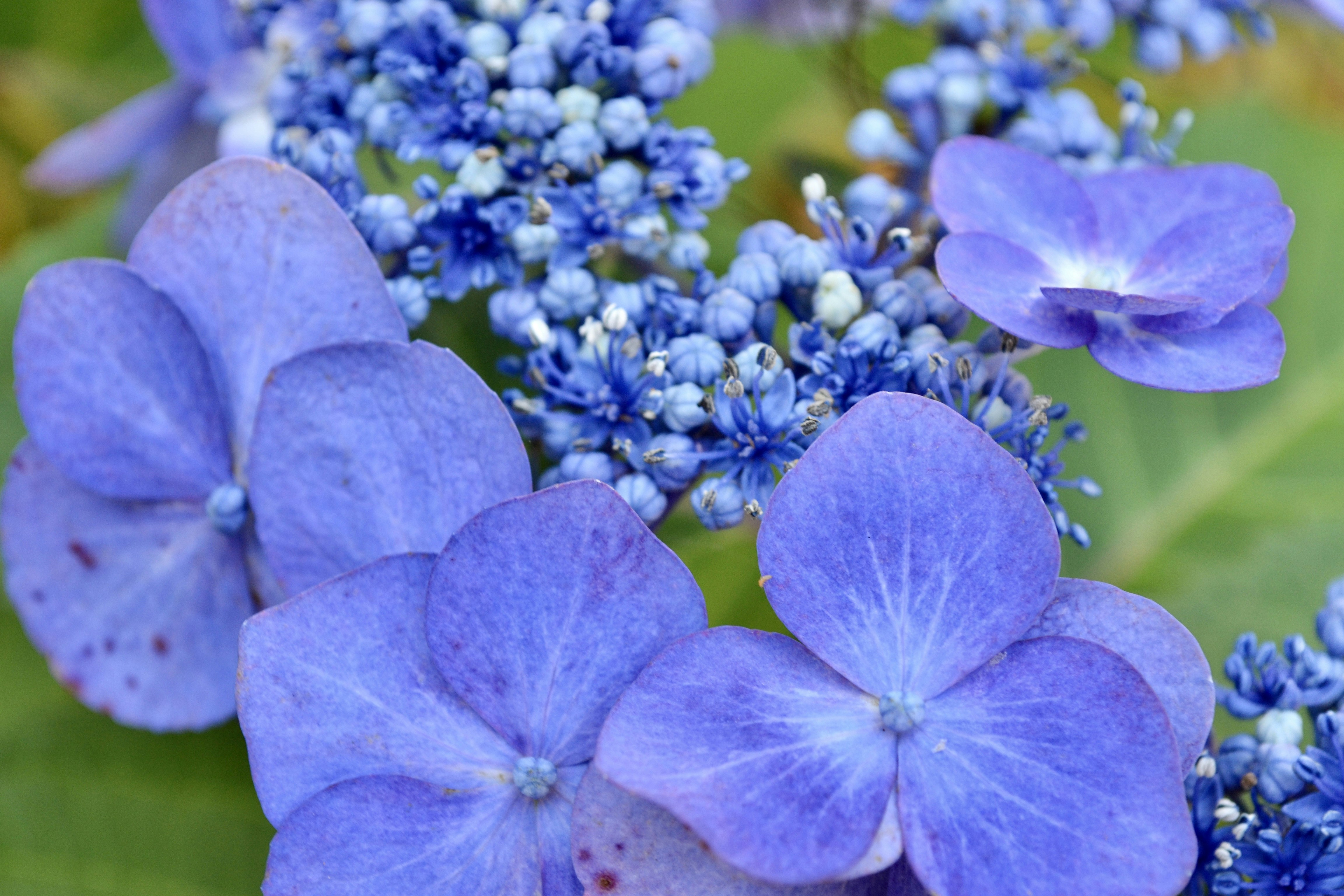 Lavender Bloom Close-Up: Velvet Petals Amid Blue Hydrangea
