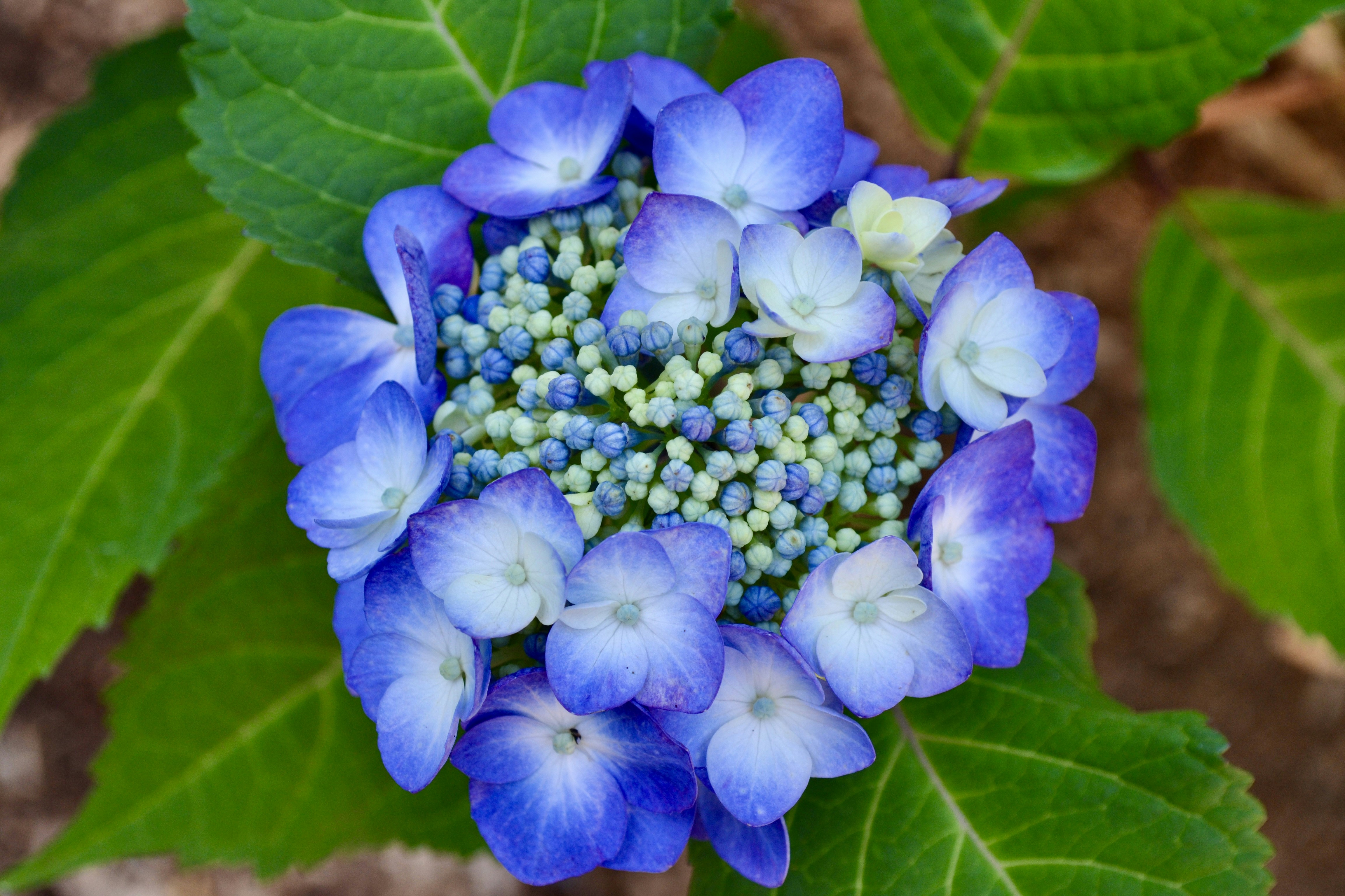 Blue Hydrangea Bloom: Center Stage of Oceanic Petal Clusters